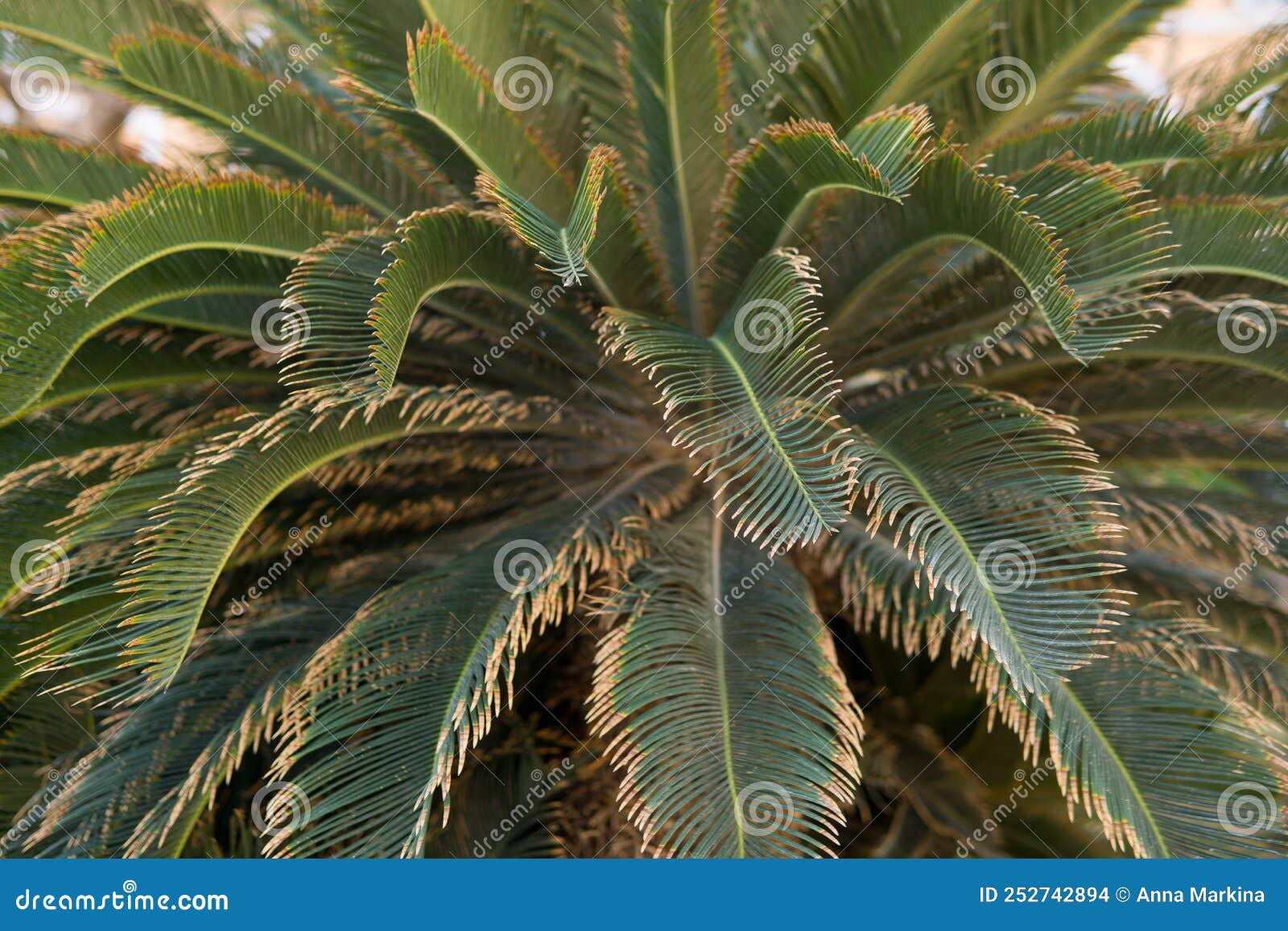 Fondo Natural De Hojas De Palma Verdes Foto de archivo - Imagen de ...