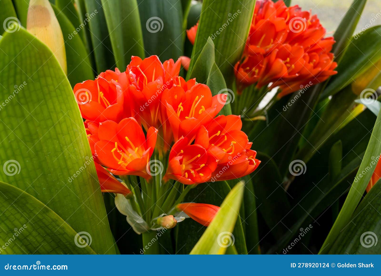 Fondo Natural De La Flor Bush Lily Clivia Miniata Foto de archivo ...