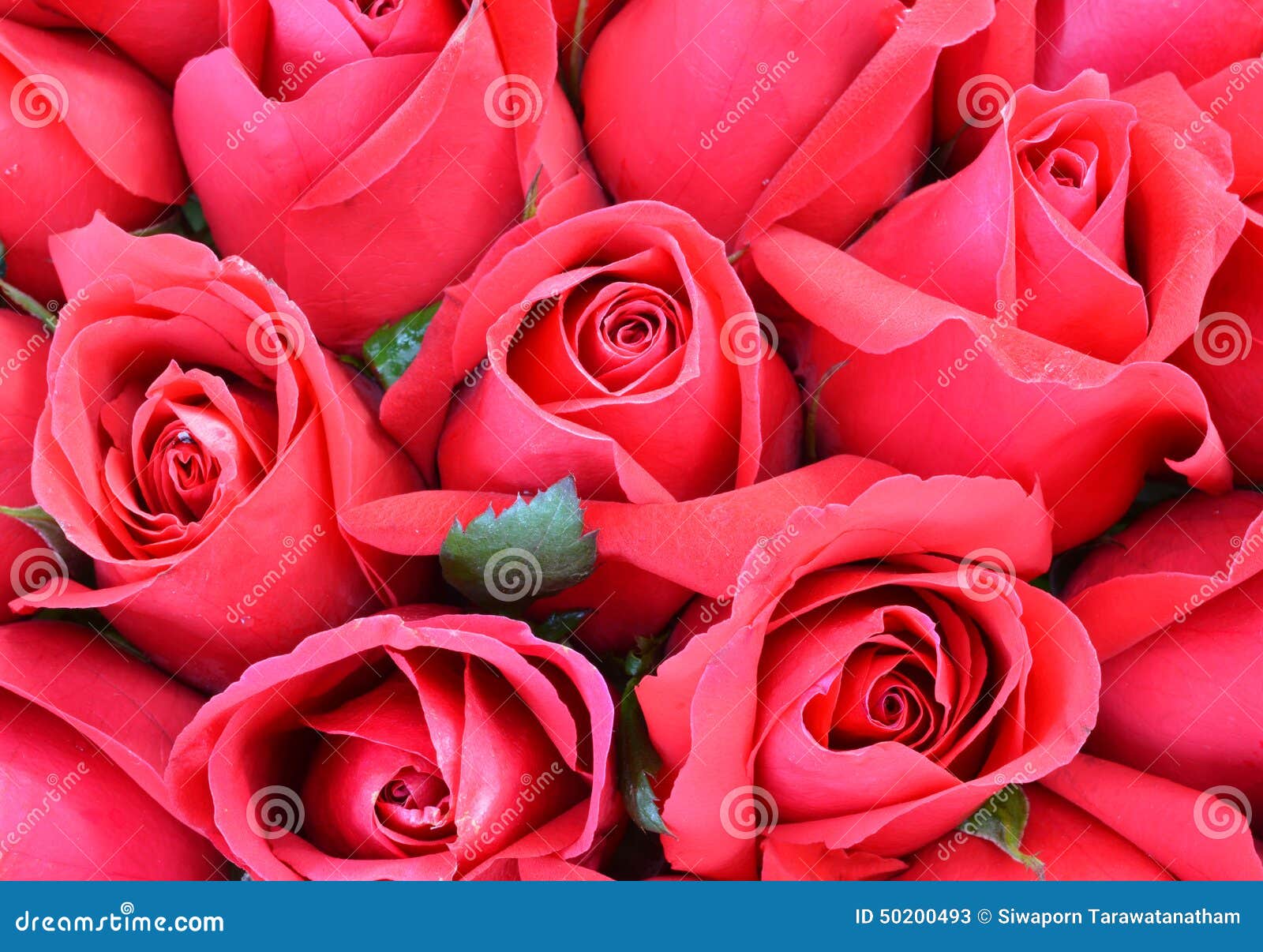 Fondo Natural De Las Rosas Rojas Imagen de archivo - Imagen de manojo ...