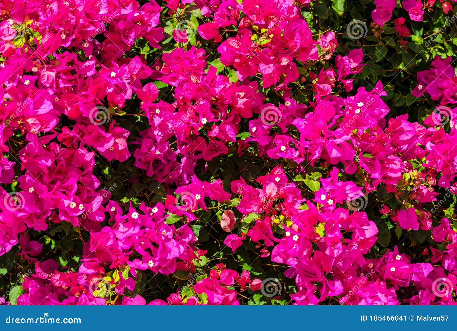 Fondo Natural Del Color Rojo Imagen de archivo - Imagen de color ...