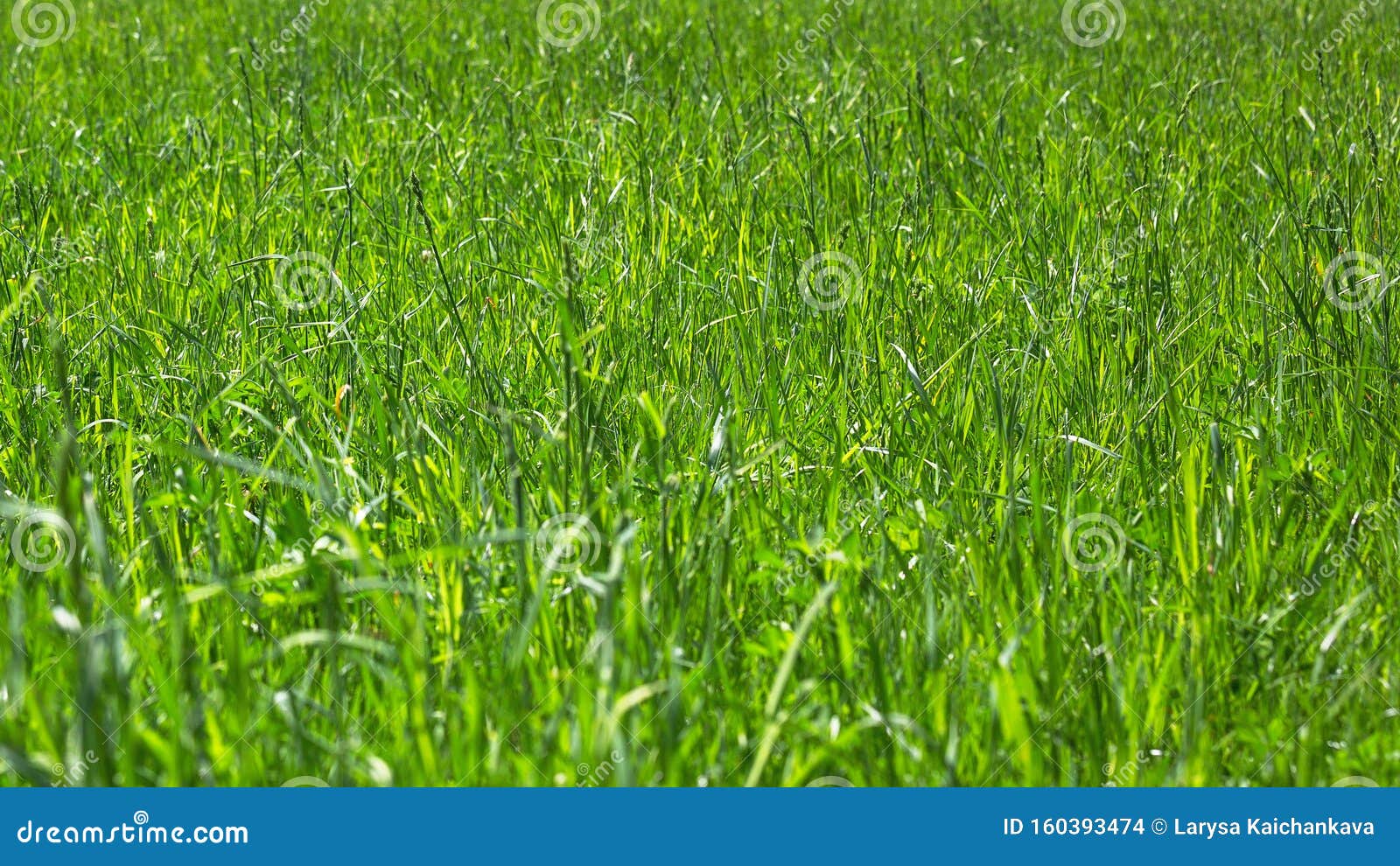 Fondo Natural O Textura De La Hierba Foto de archivo - Imagen de ...