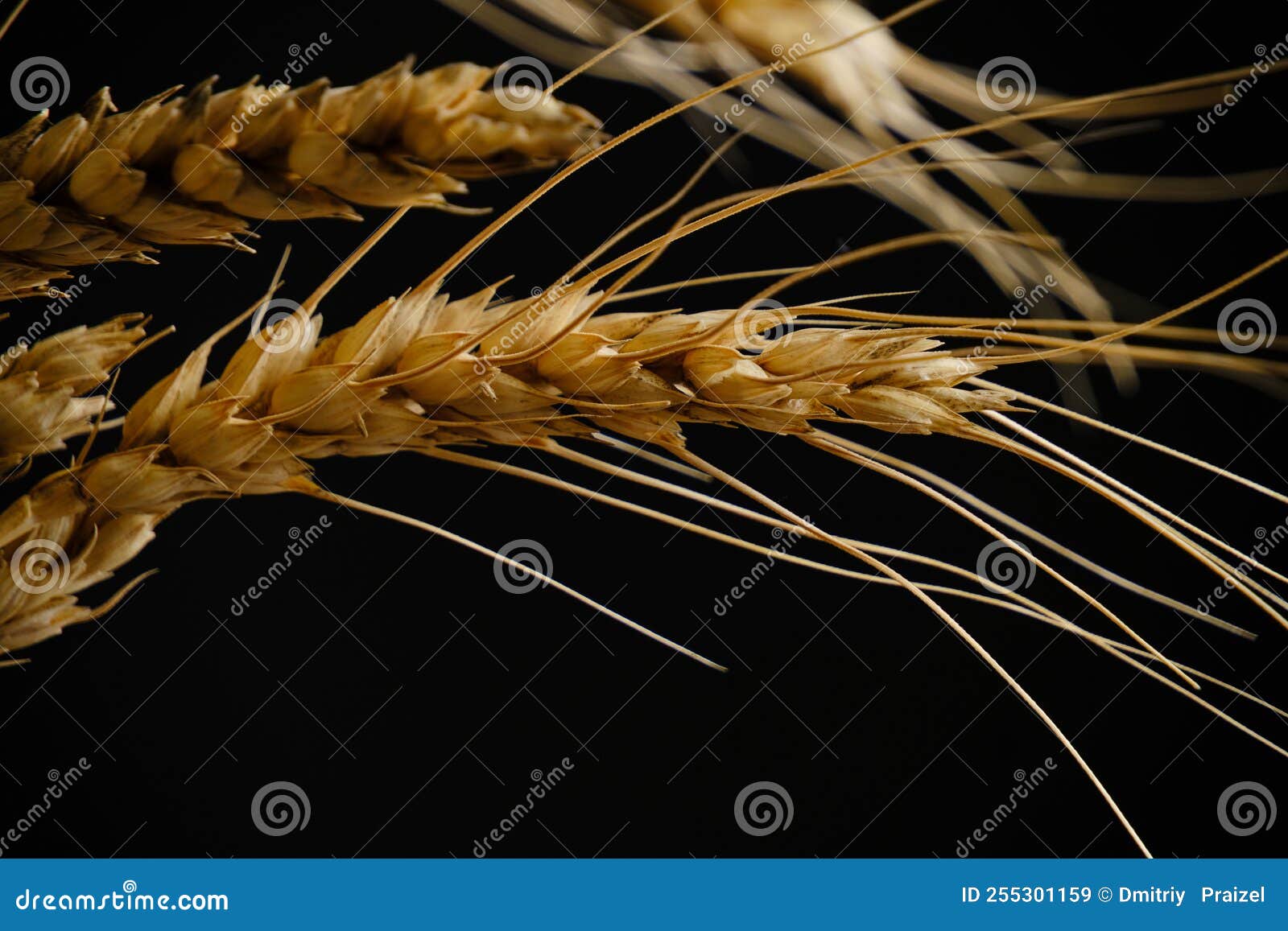 Fondo Negro De Trigo Maduro De Las Orejas Imagen de archivo - Imagen de ...