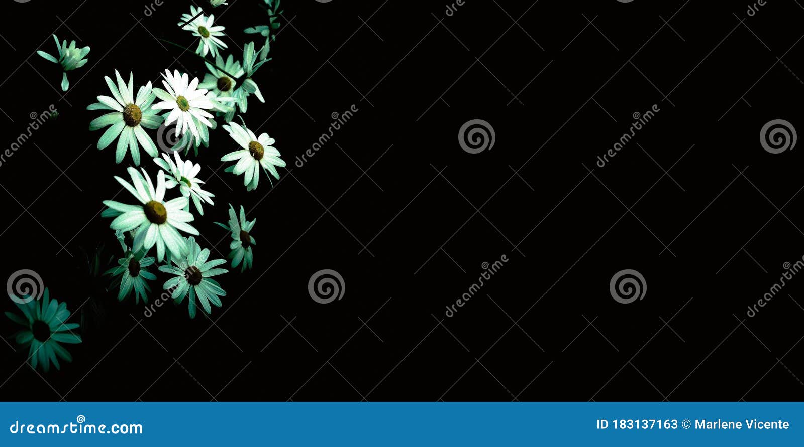 Fondo Negro Rectangular Con Margaritas Blancas a La Izquierda Imagen de ...