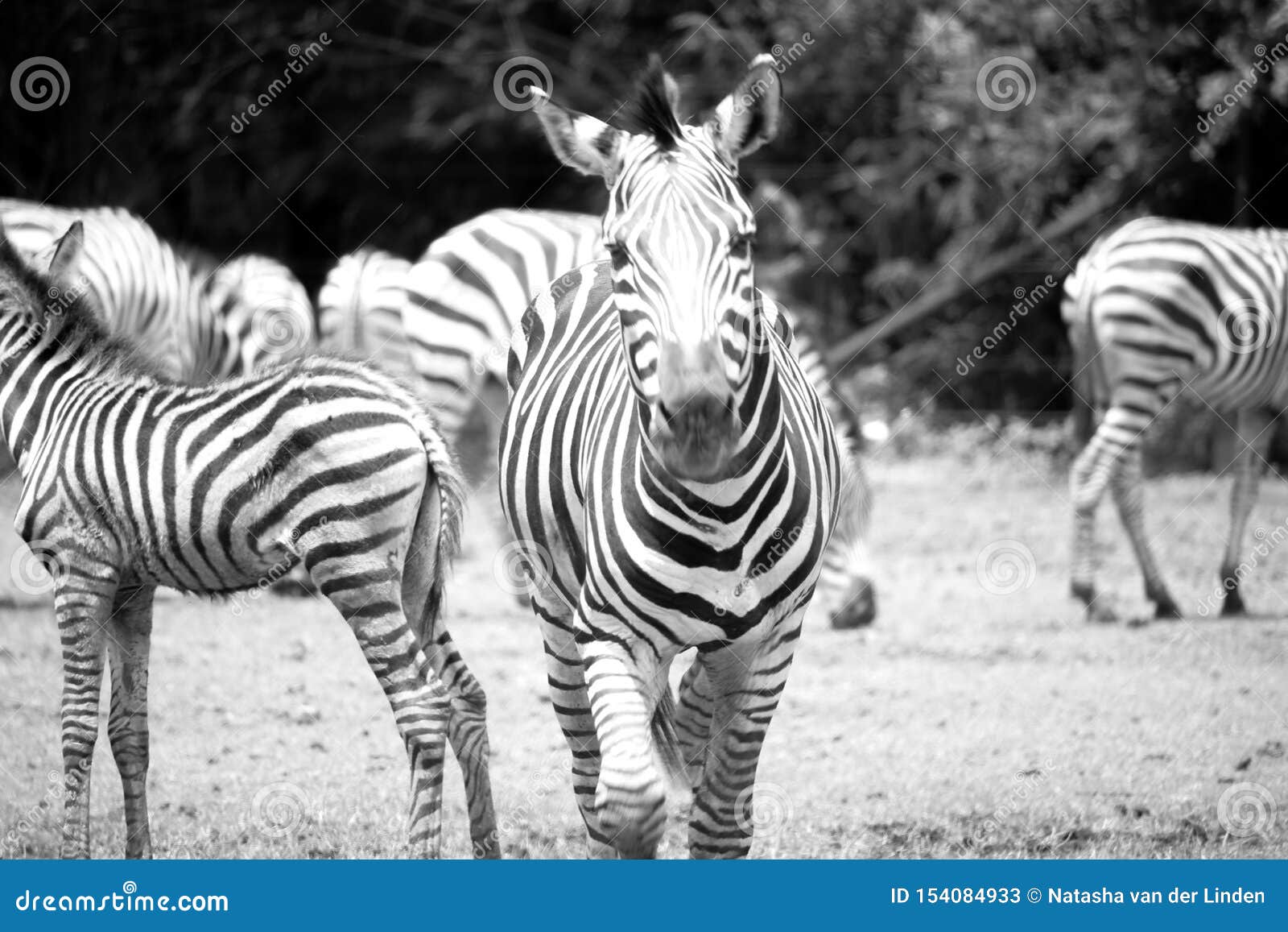 Fondo Negro Y Blanco De Cebra Imagen de archivo - Imagen de negro ...