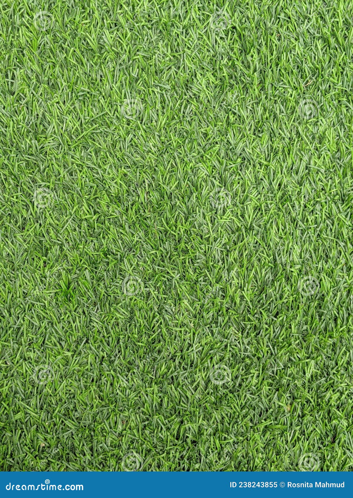 Fondo Plano De Pasto Verde Para Espacio De Texto Imagen de archivo ...