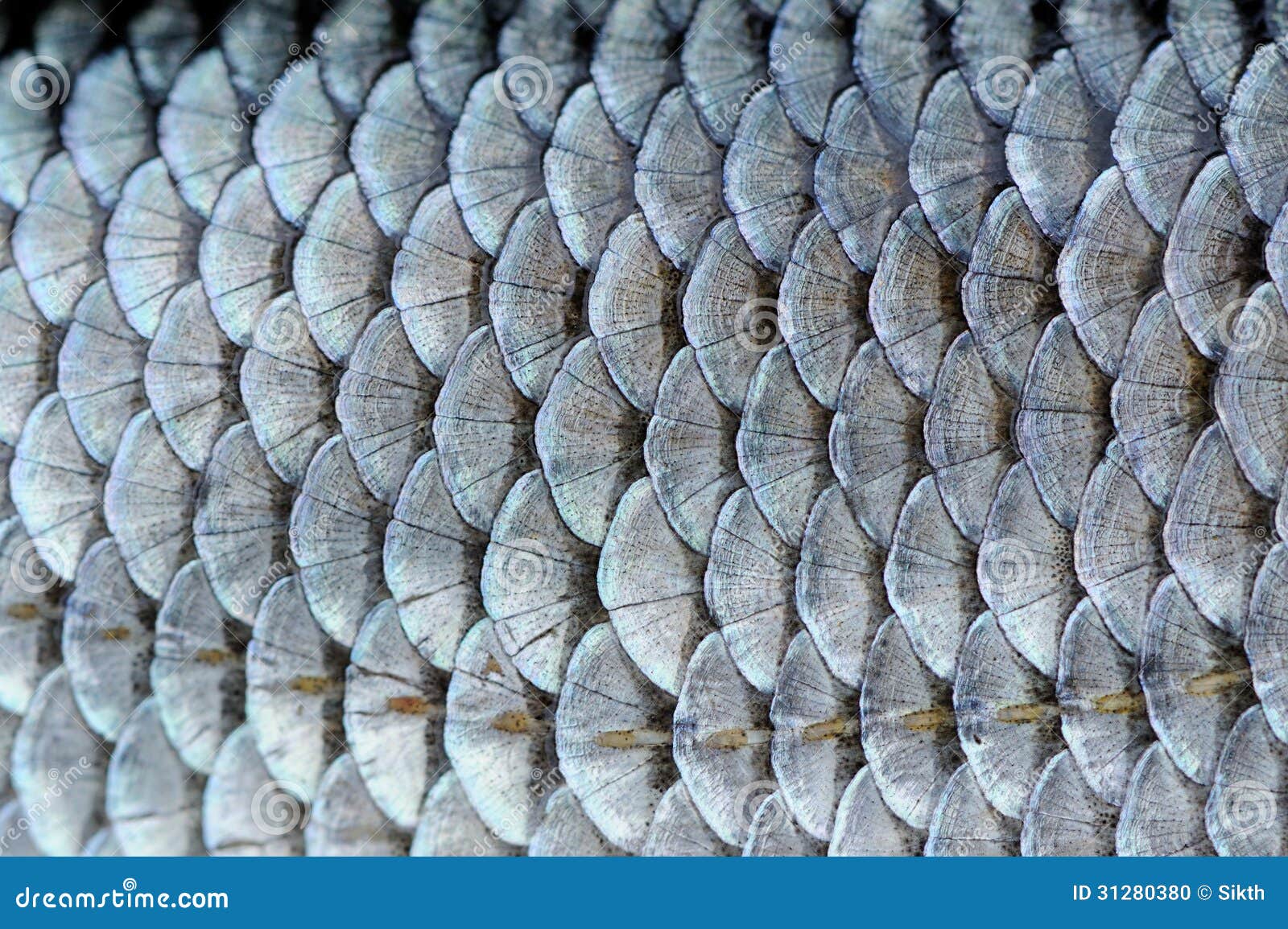 Fondo Reale Delle Squame Del Triotto Fotografia Stock - Immagine di ...
