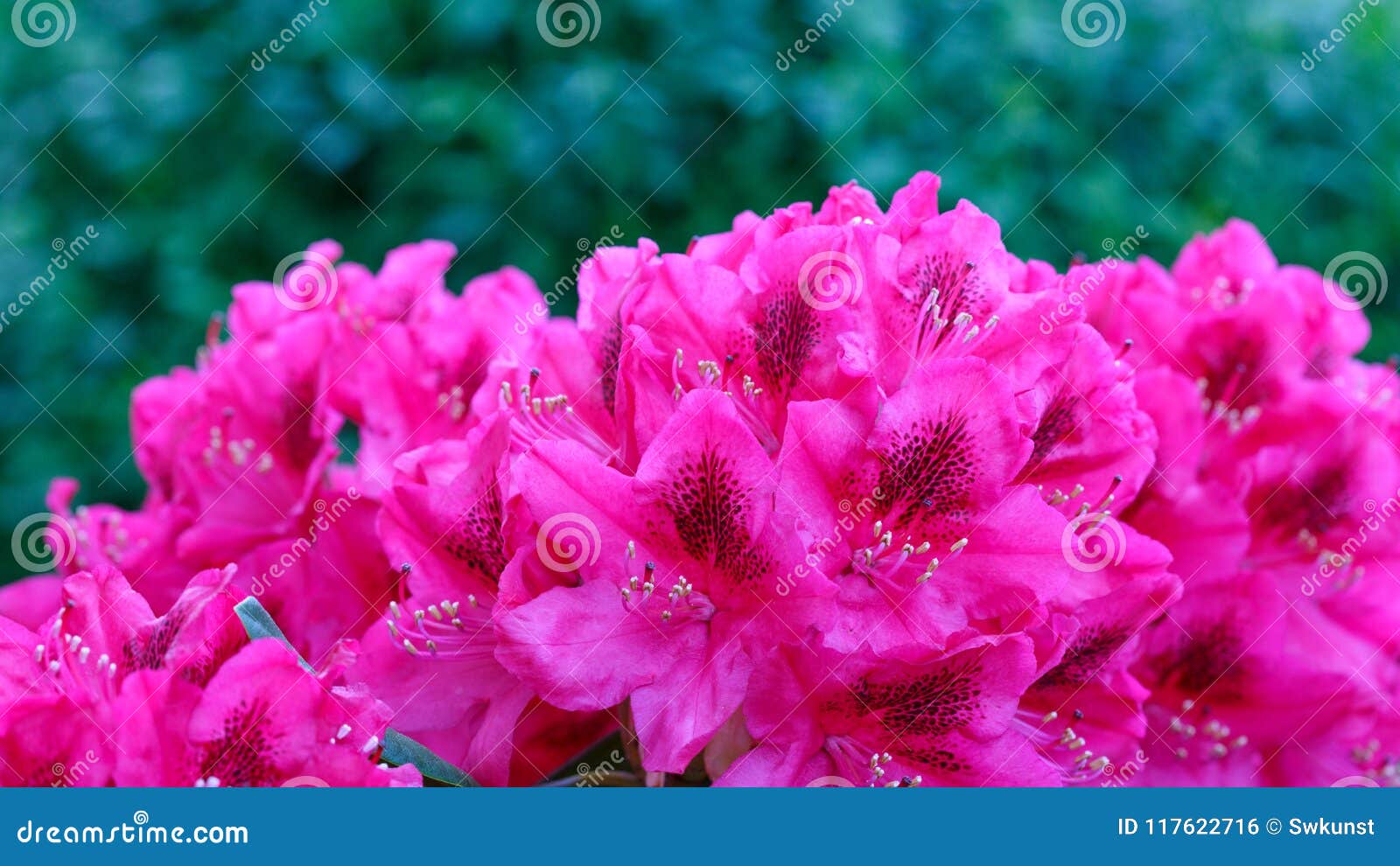 Fondo Rojo De Las Flores De Las Azaleas Foto de archivo - Imagen de ...