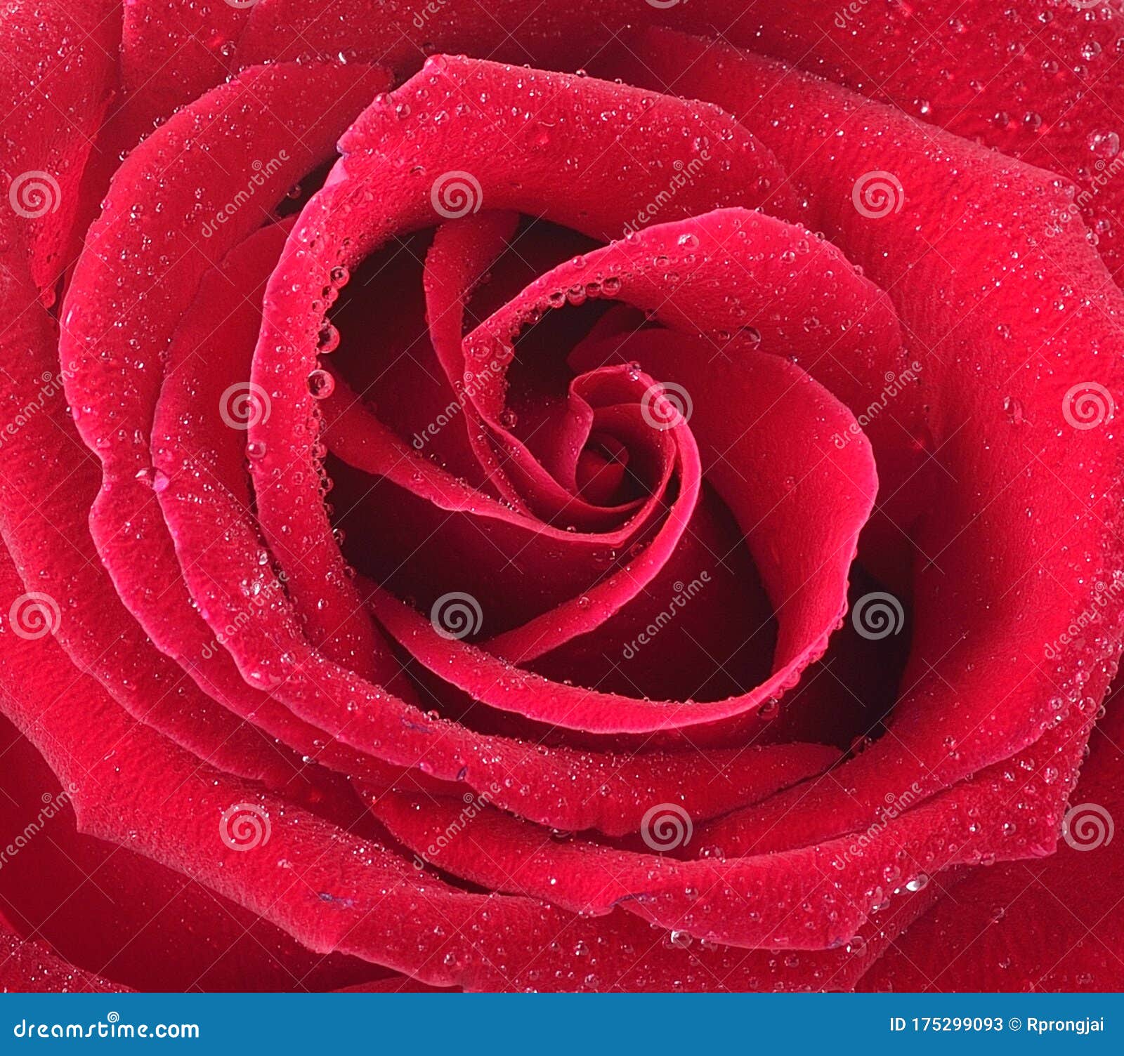 Fondo rojo de rosa imagen de archivo. Imagen de especial - 175299093