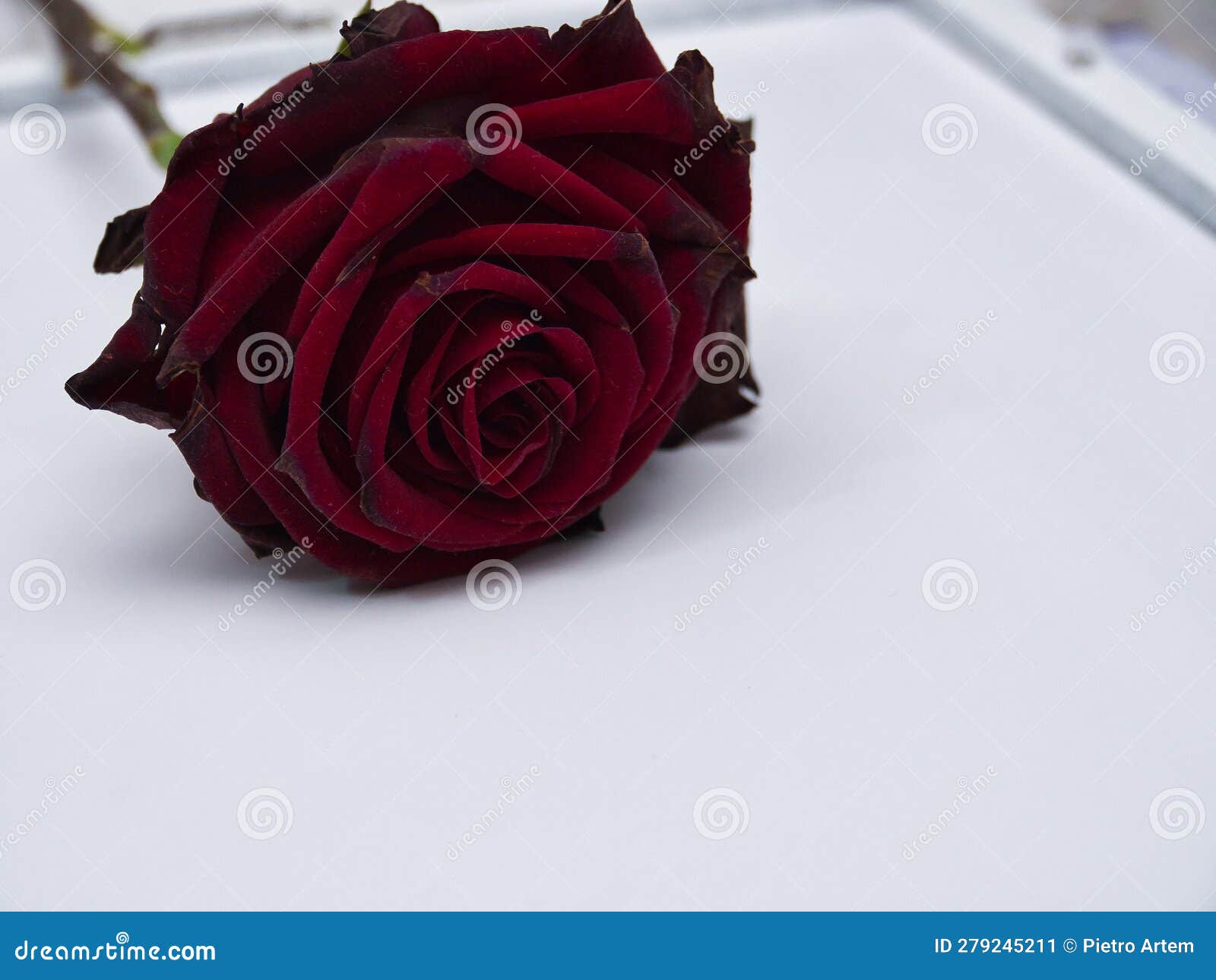 Fondo Rojo De Rosa. Rosa Rojo Sobre Fondo Blanco Imagen de archivo ...