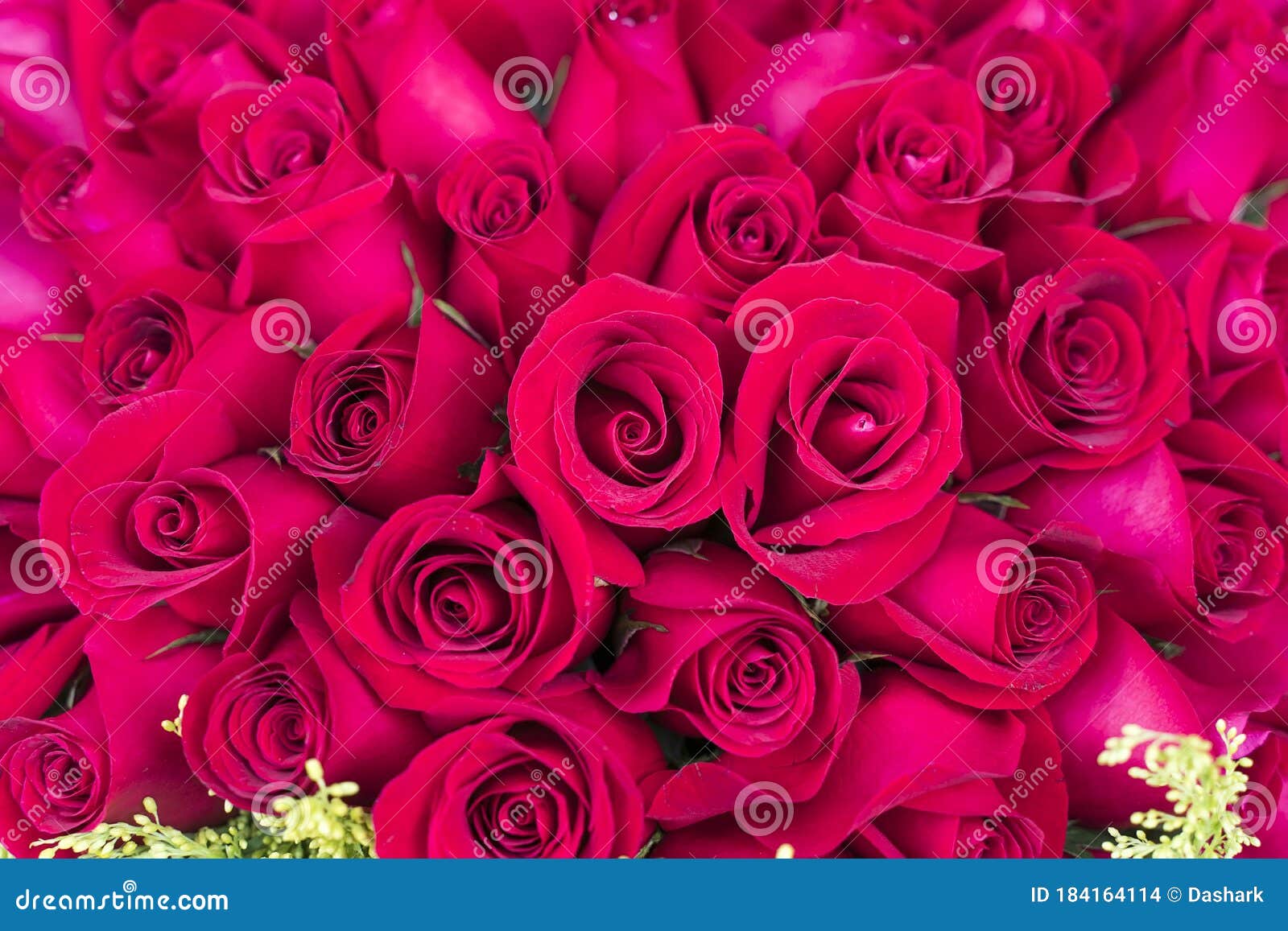 Fondo rojo de rosa foto de archivo. Imagen de flor, pétalo - 184164114