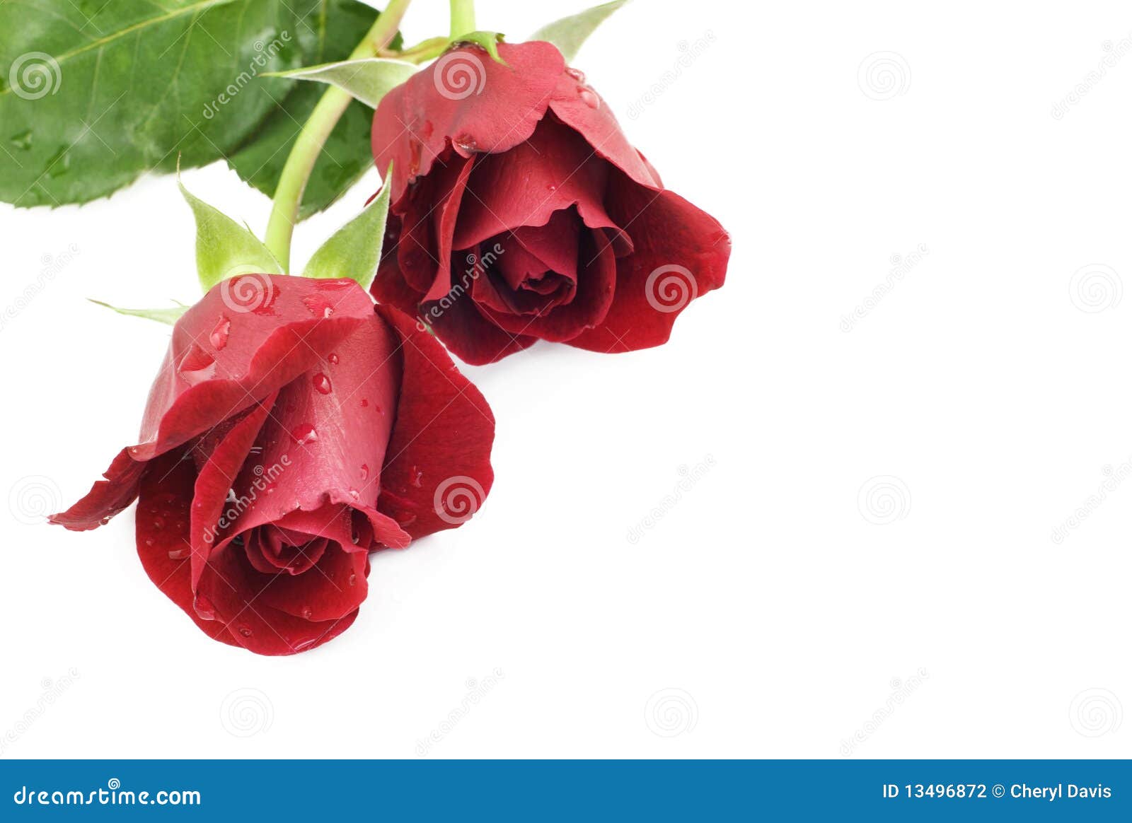 5,950 Dos Rosas Rojas En Un Fondo Blanco Fotos de stock - Fotos libres ...