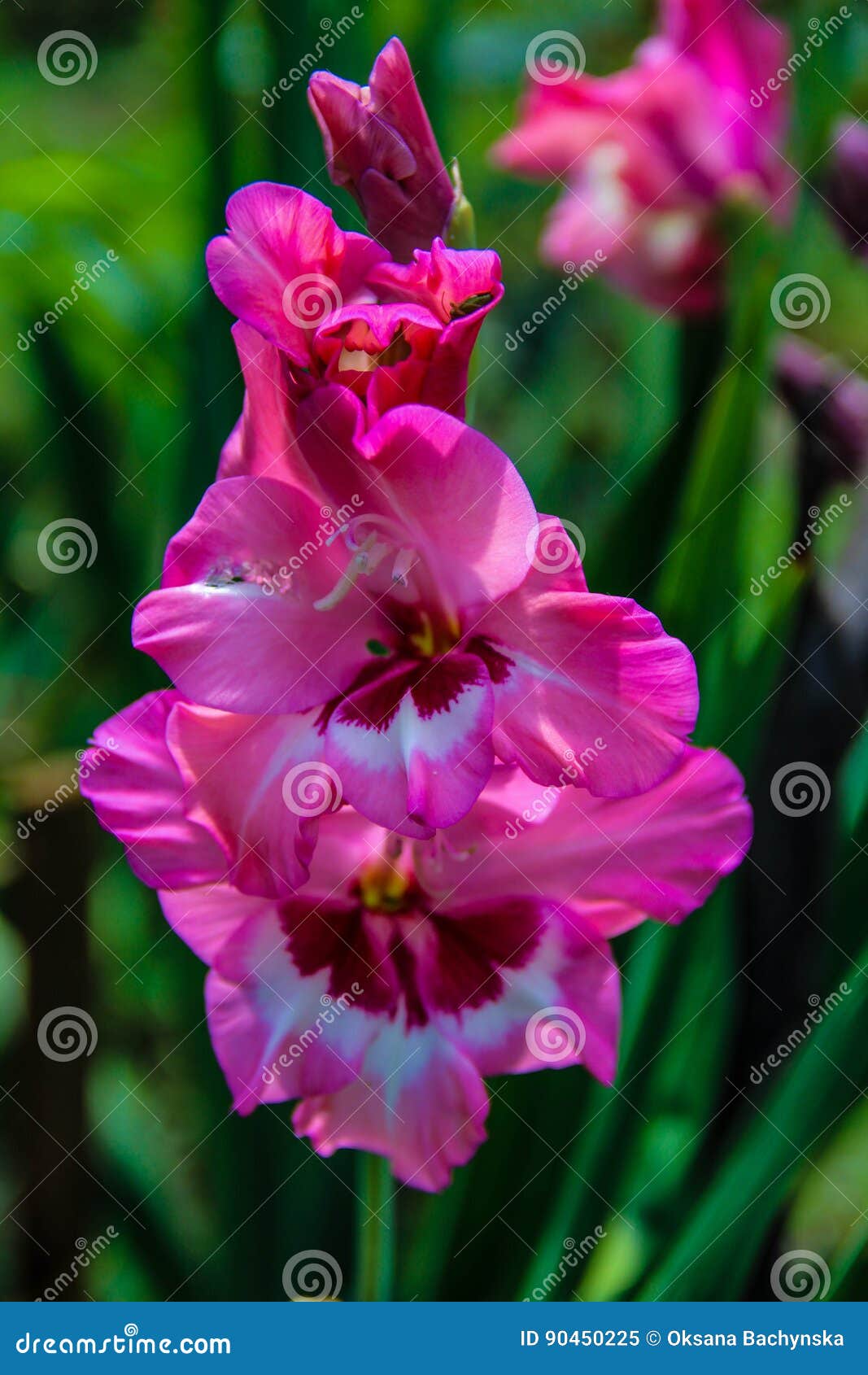 Fondo Rosado De La Flor Del Gladiola Imagen de archivo - Imagen de ...