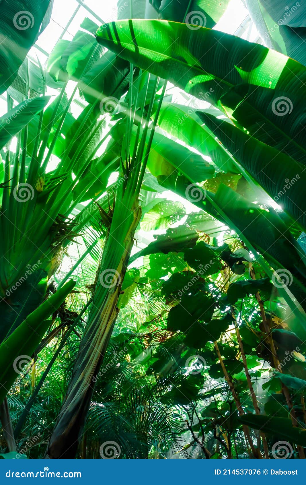 Fondo selva selva foto de archivo. Imagen de follaje - 214537076