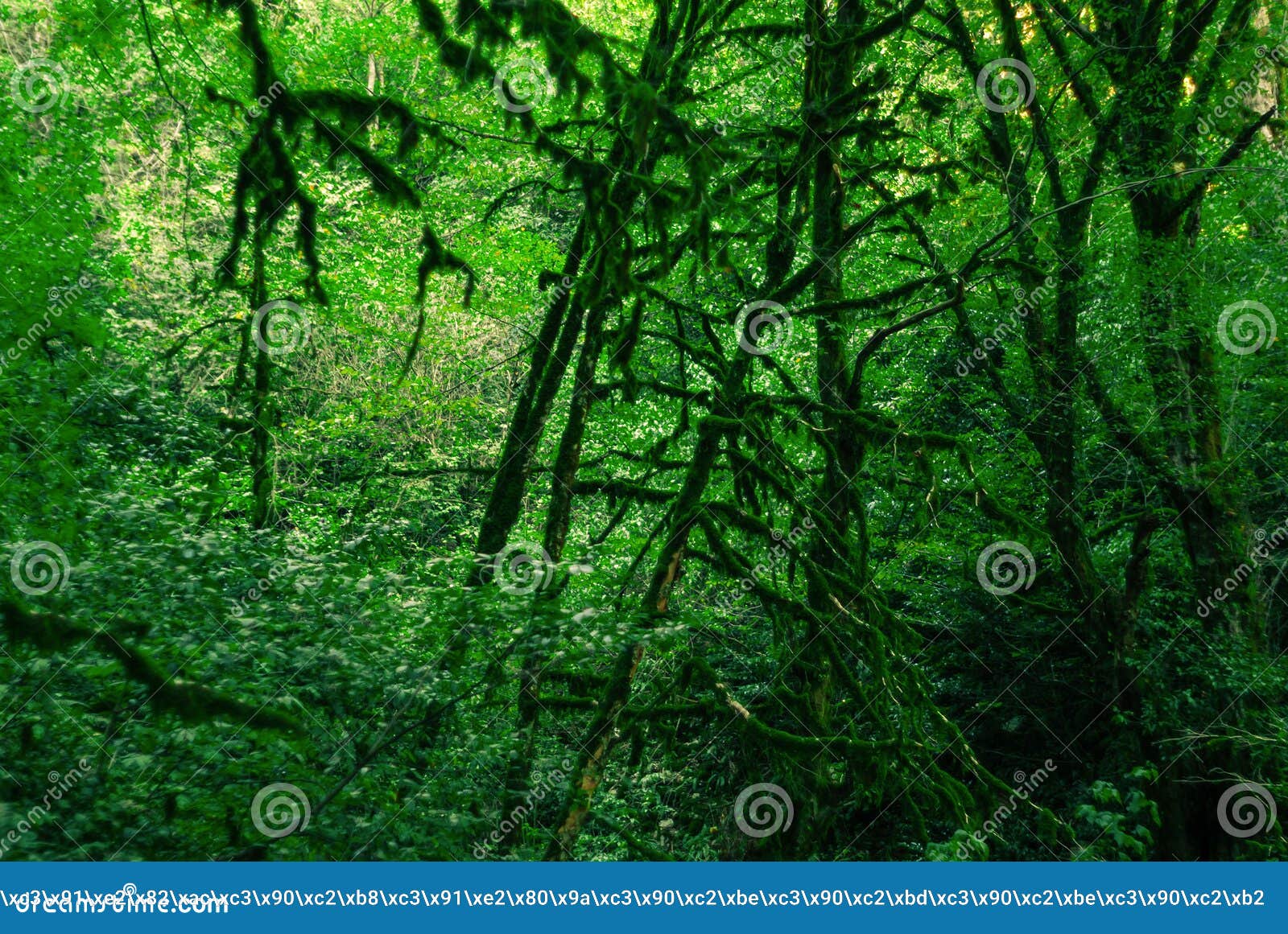 Fondo - Selva Tropical Templada Fresca Imagen de archivo - Imagen de ...