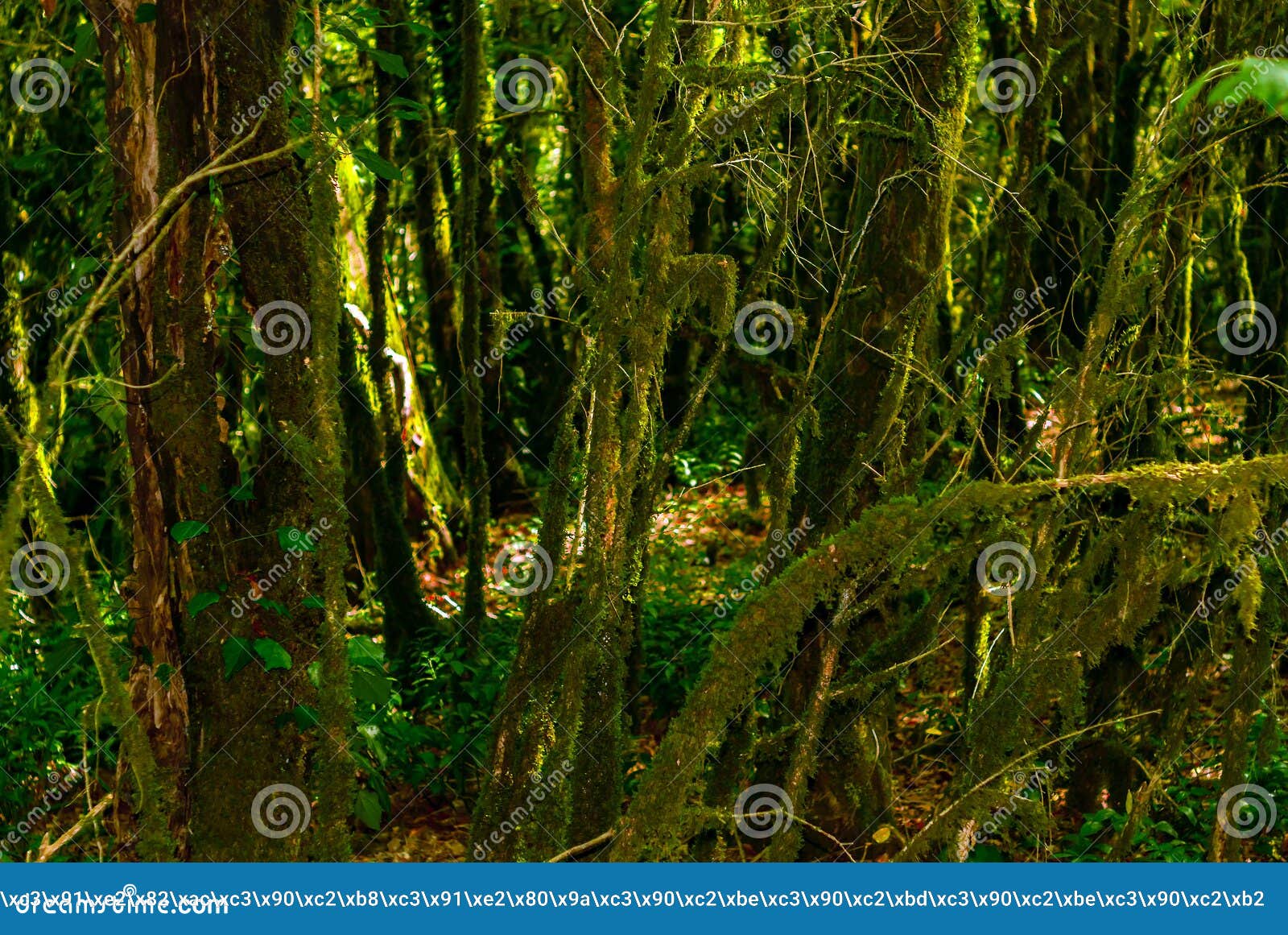 Fondo - Selva Tropical Templada Fresca Imagen de archivo - Imagen de ...