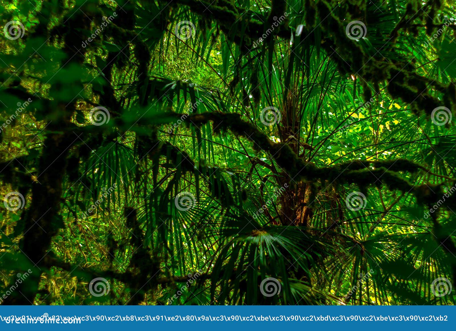 Fondo - Selva Tropical Templada Fresca Imagen de archivo - Imagen de ...