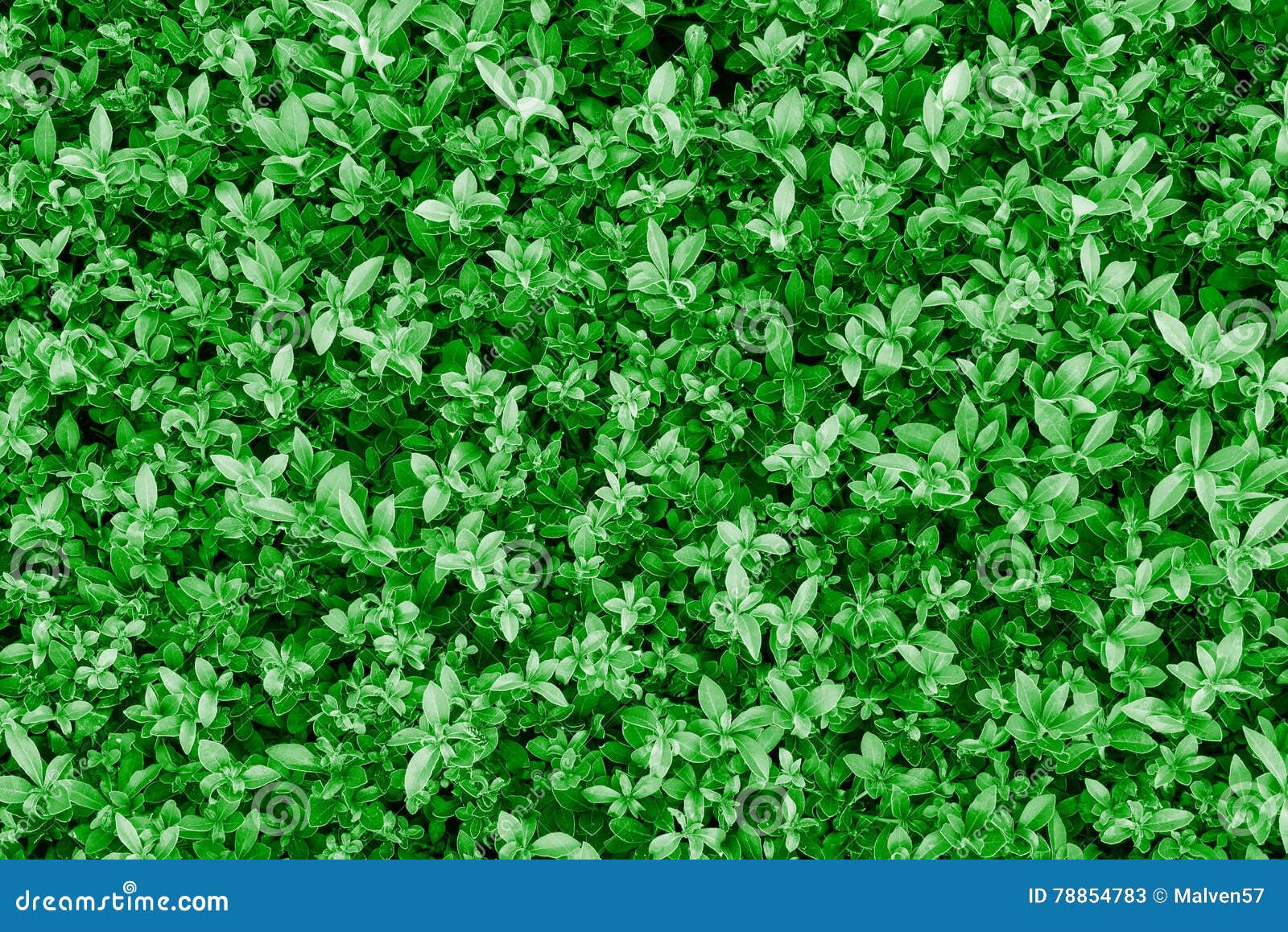 Fondo Texturizado Natural Del Color Verde Imagen de archivo - Imagen de ...