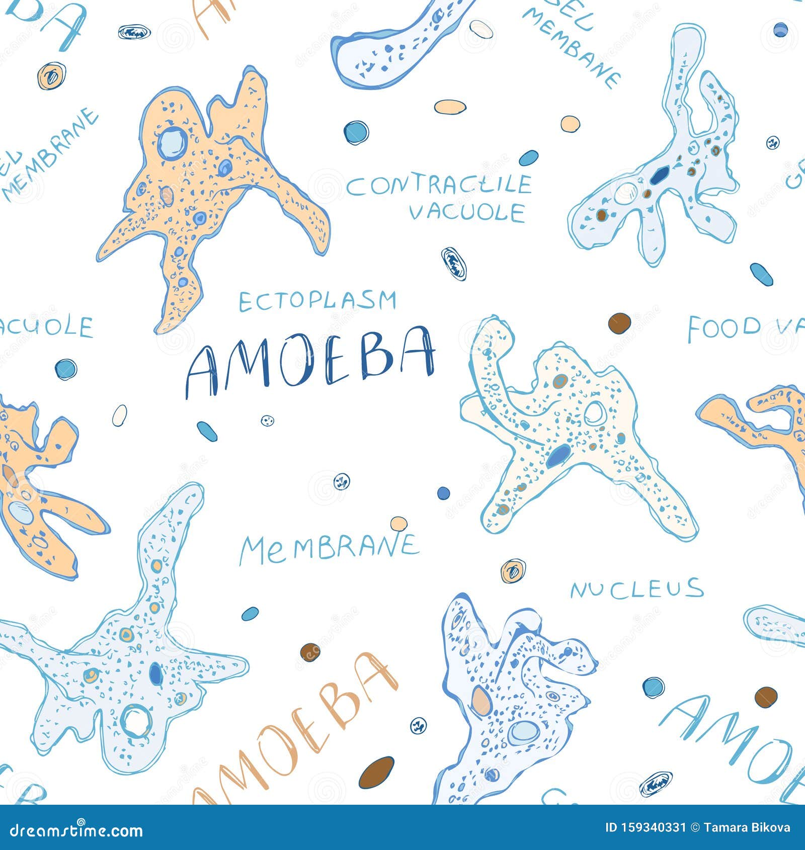 Fondo Transparente Estructura Amoeba Stock de ilustración - Ilustración de escuela, vacuola ...