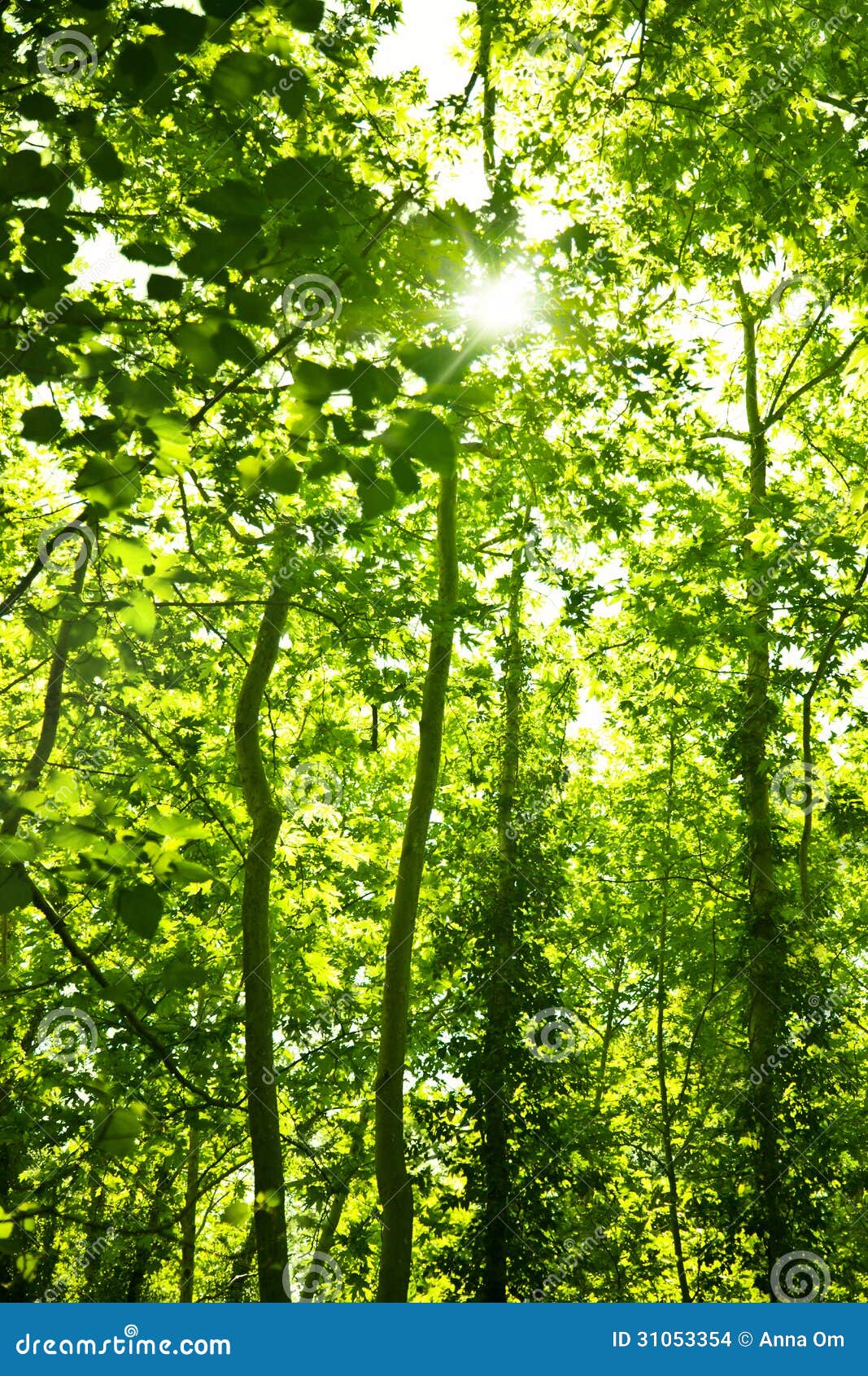 Fondo Verde De árboles Forestales Foto de archivo - Imagen de belleza ...