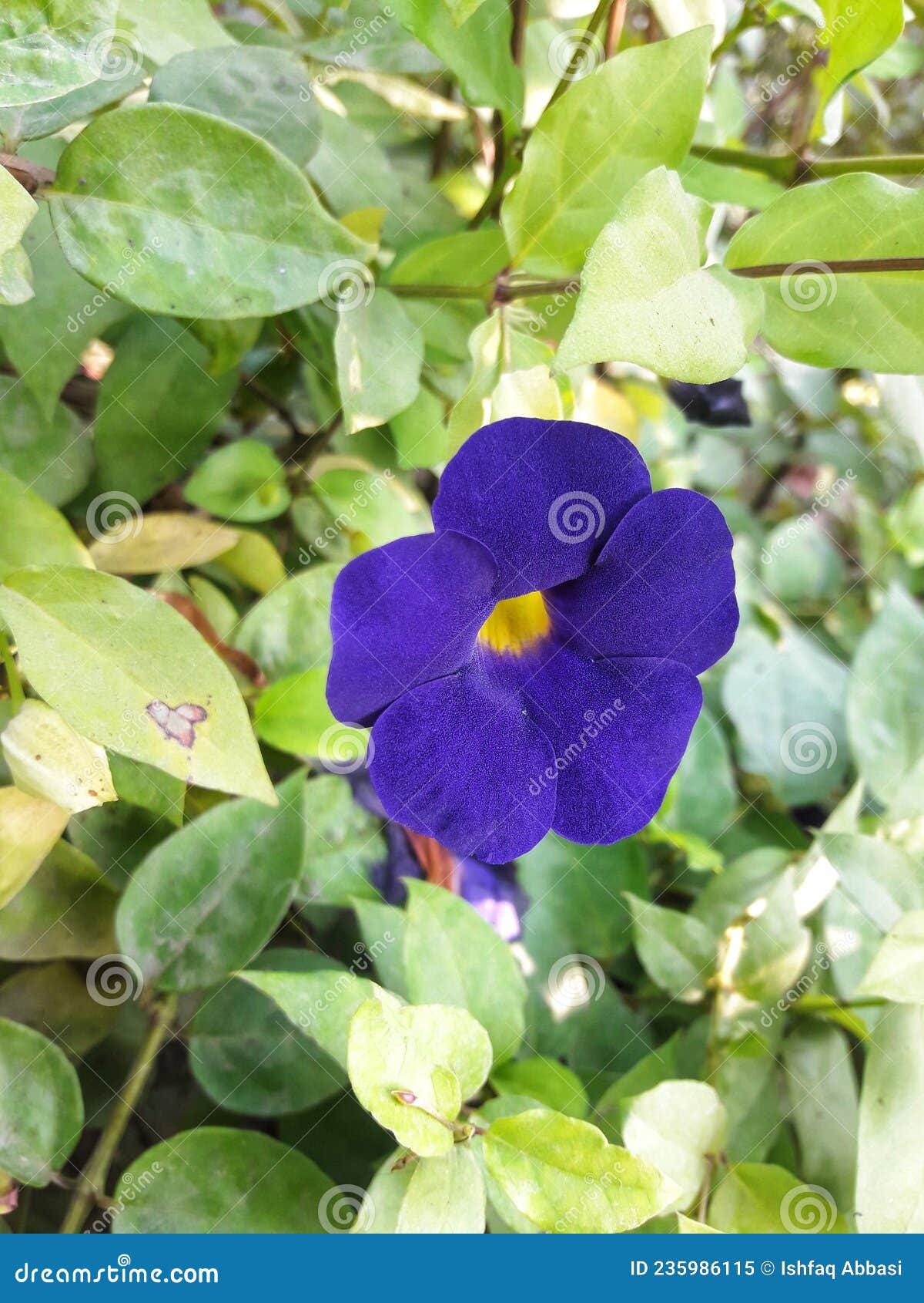 Fondo Verde De Flores Azules Con Fondo Original Imagen de archivo ...