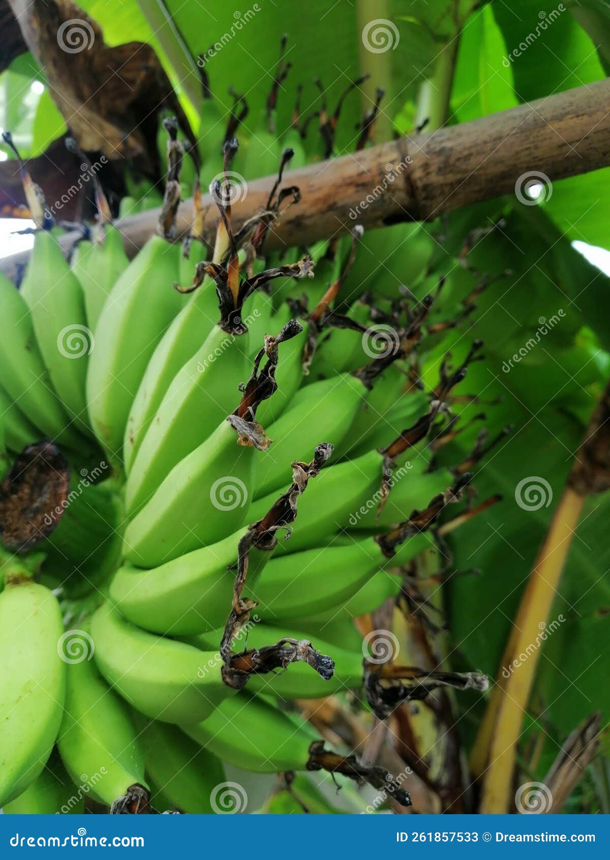 Fondo Verde De Frutos De Banana Imagen de archivo - Imagen de fondo ...