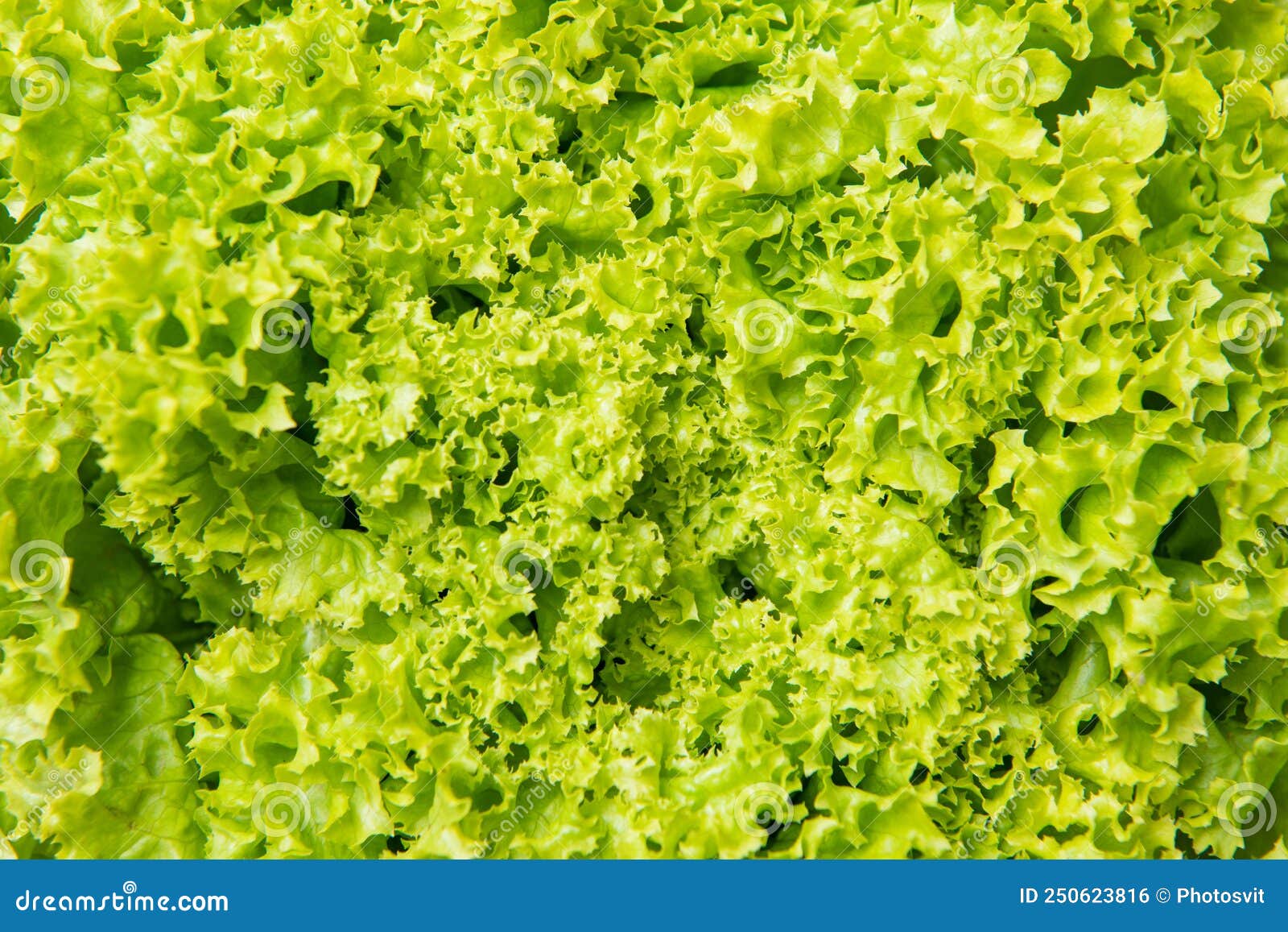 Fondo Verde De La Lechuga Fresca Foto de archivo - Imagen de alimento ...