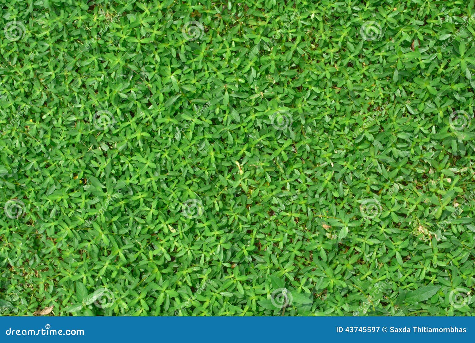 Fondo verde de la yarda imagen de archivo. Imagen de textura - 43745597