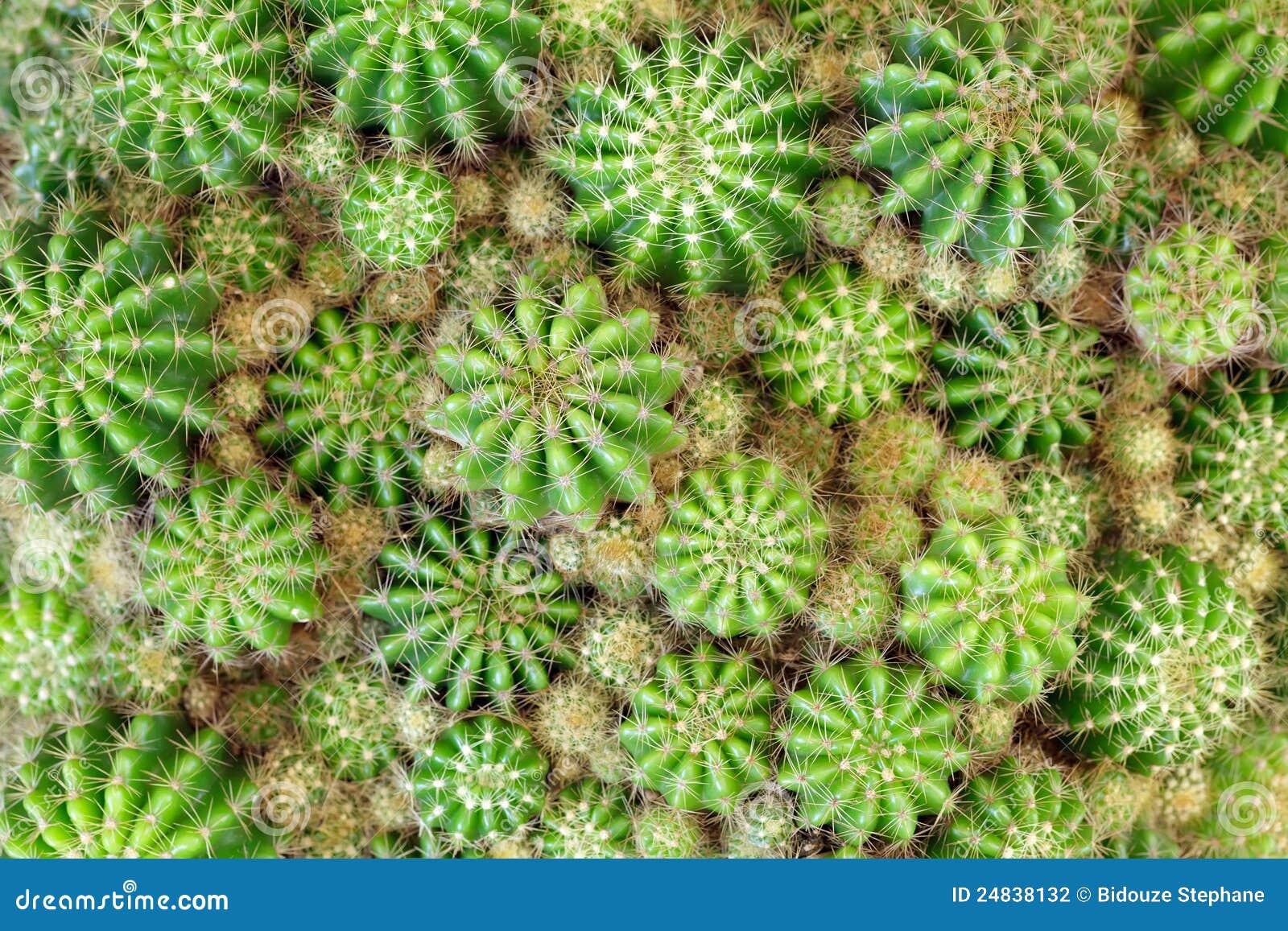 Fondo verde del cacto foto de archivo. Imagen de detalle - 24838132