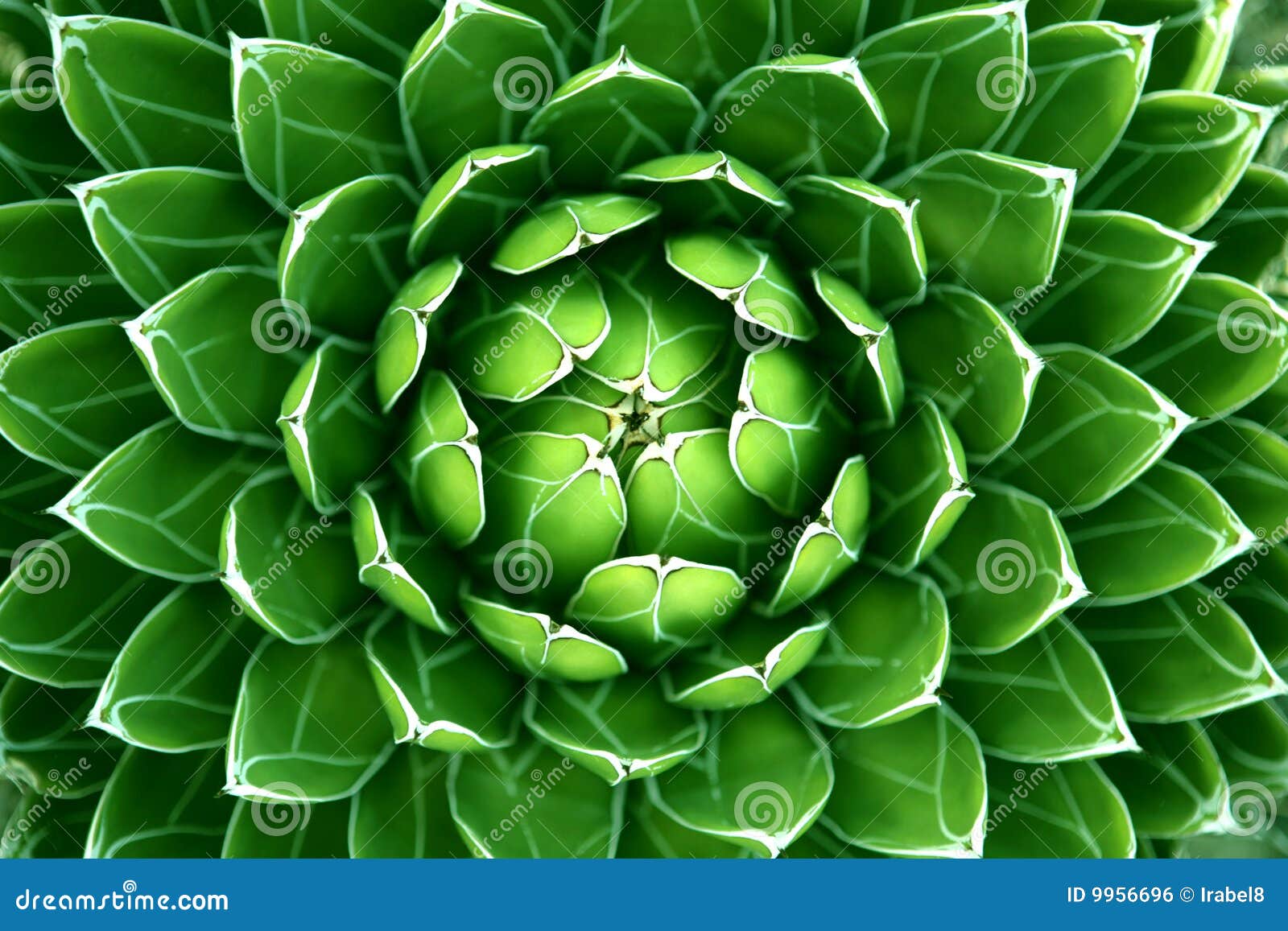 Fondo verde del cacto foto de archivo. Imagen de vivir - 9956696