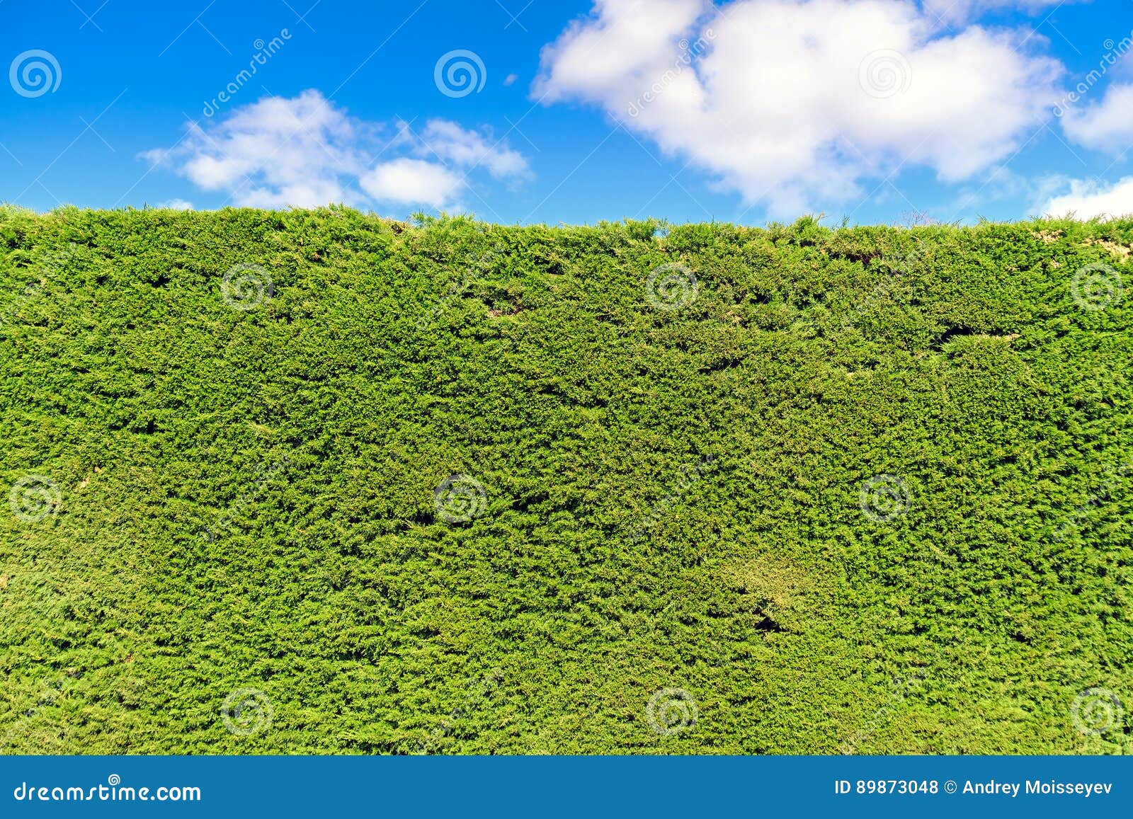 Fondo Verde Del Cespuglio Del Pino Fotografia Stock - Immagine di verde ...
