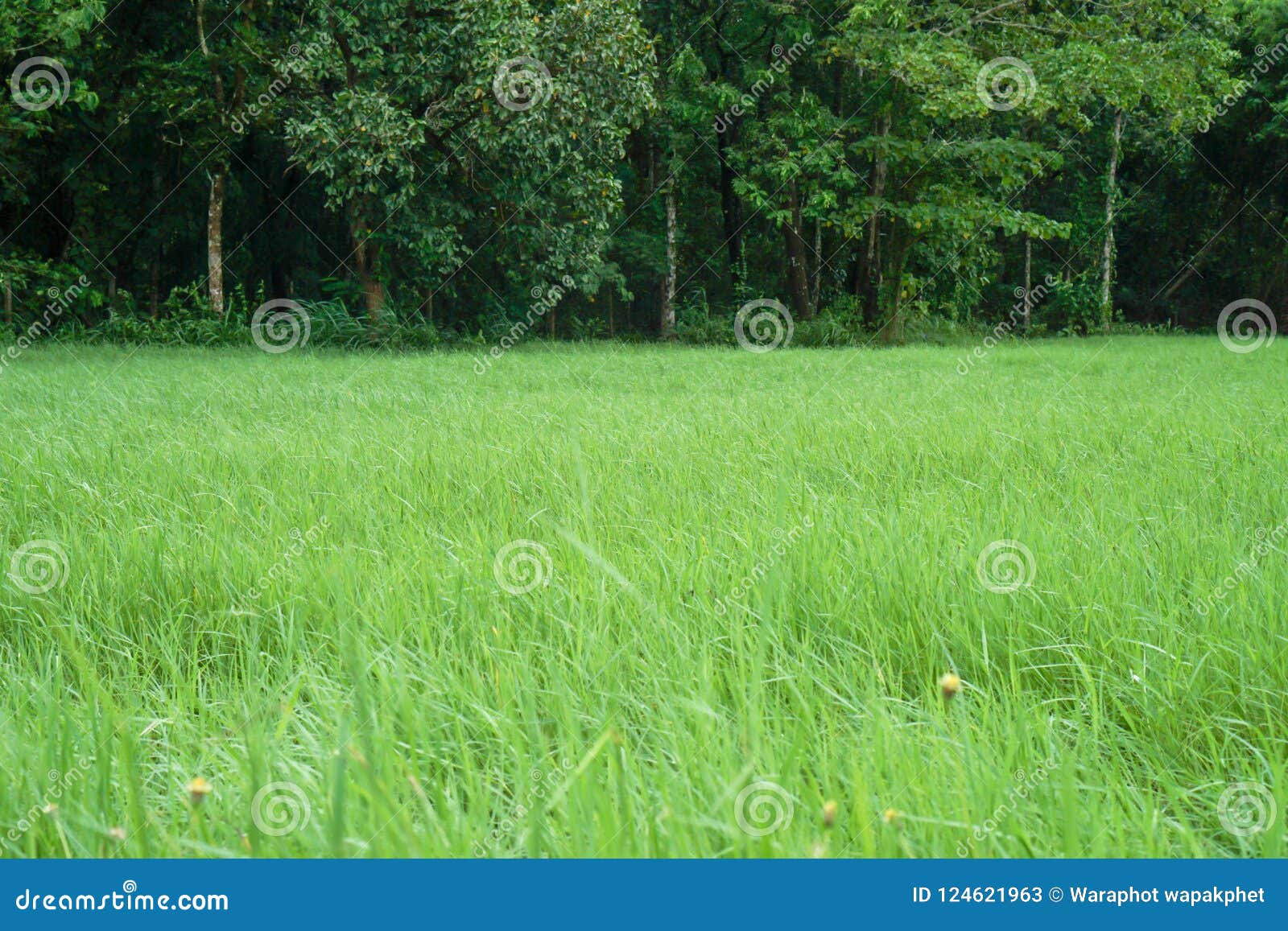 Fondo Verde Del Textuer Del Modelo Del Pasto Imagen de archivo - Imagen ...