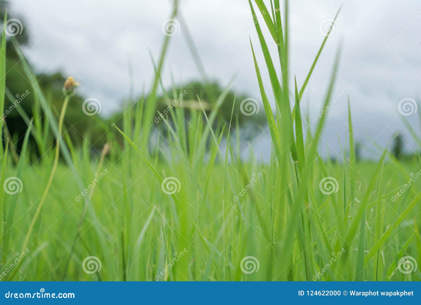 Fondo Verde Del Textuer Del Modelo Del Pasto Foto de archivo - Imagen ...