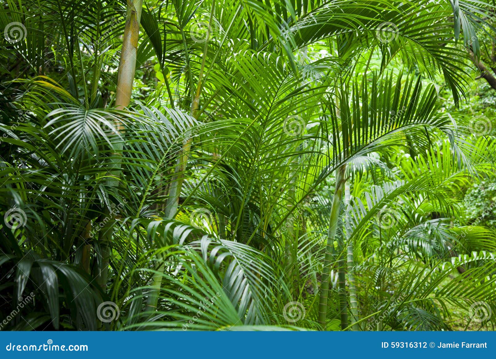 Fondo Verde Enorme De La Selva Foto de archivo - Imagen de modelo ...