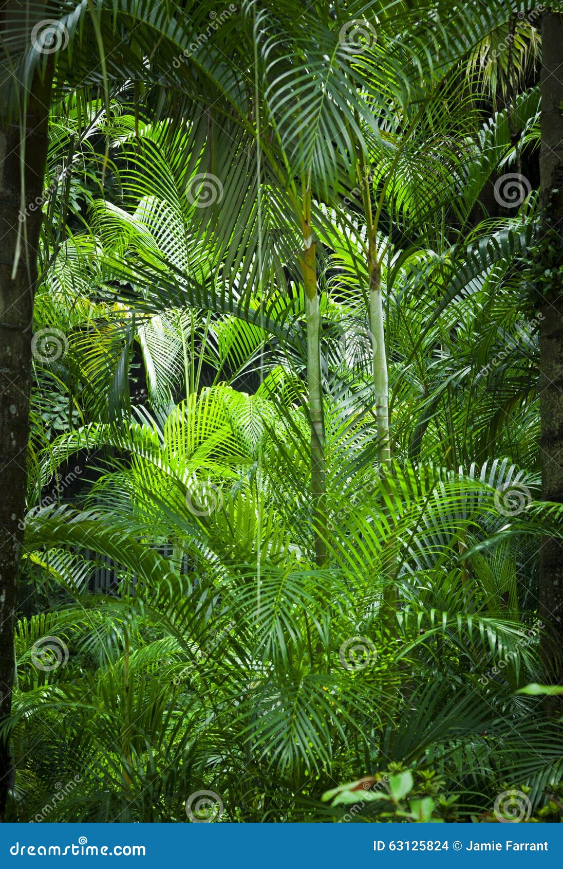 Fondo Verde Enorme De La Selva Foto de archivo - Imagen de cubo ...