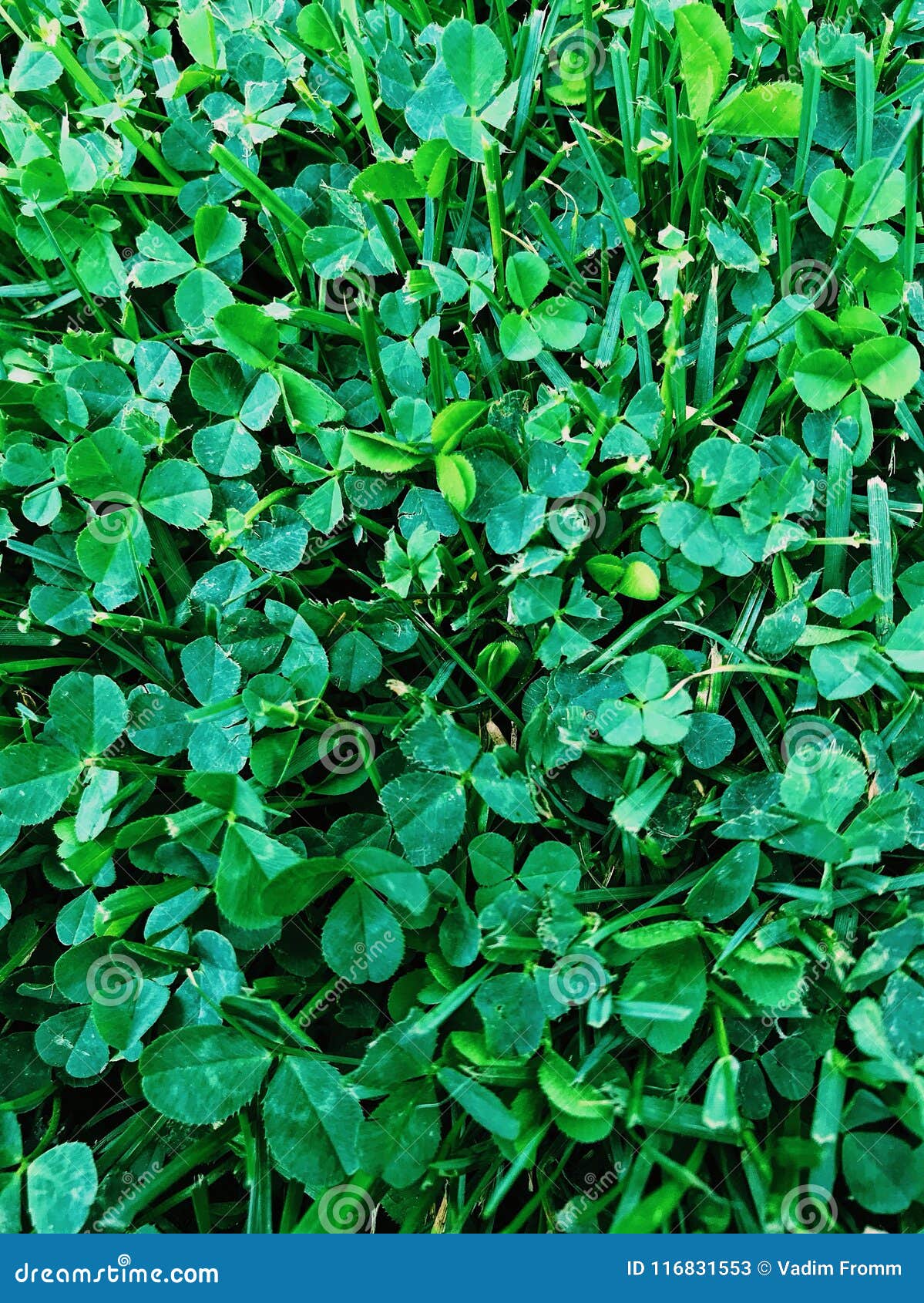 Fondo verde listo imagen de archivo. Imagen de fresco - 116831553