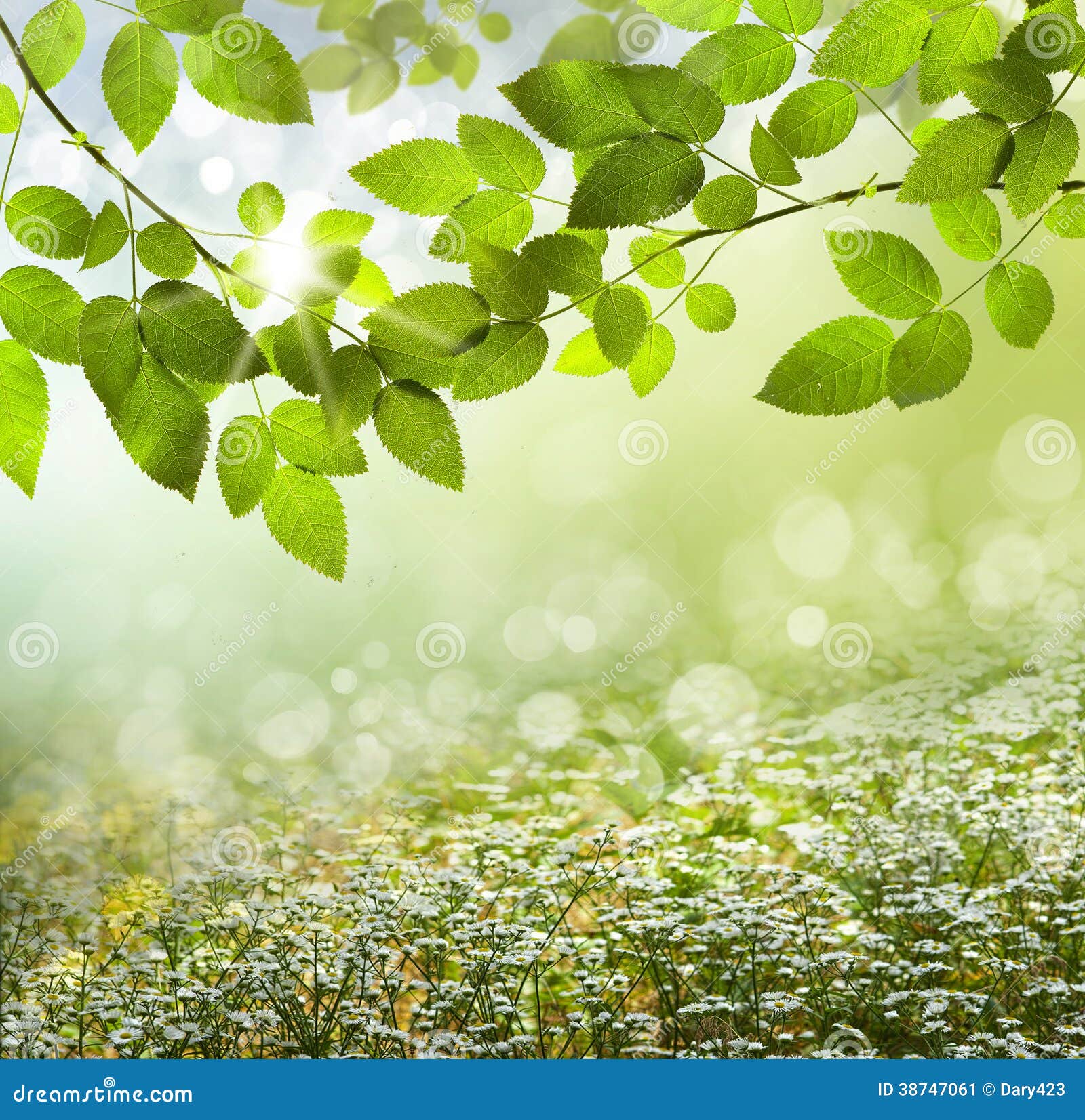 Fondo Verde Natural Con El Foco Selectivo Imagen de archivo - Imagen de brillante, flor: 38747061