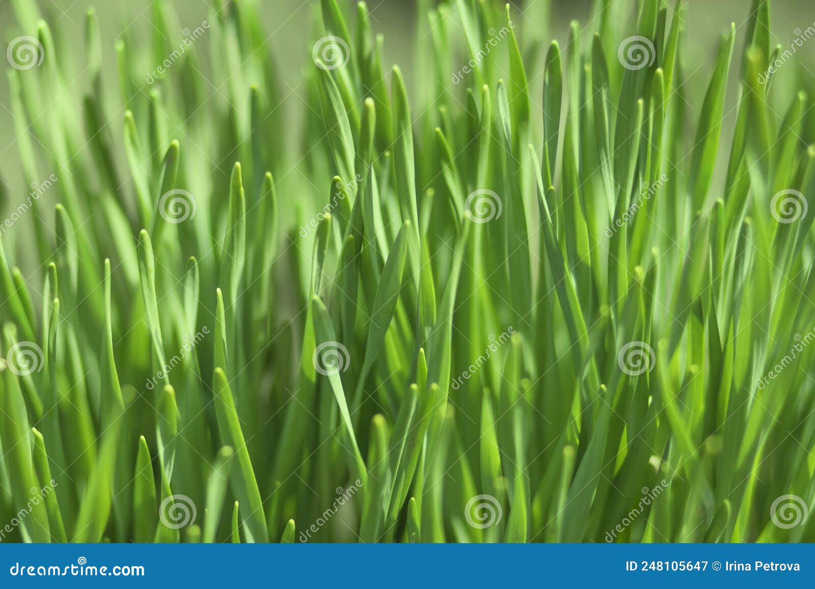 Fondo Verde Perfecto Fondo Natural De La Hierba Verde Imagen de archivo ...