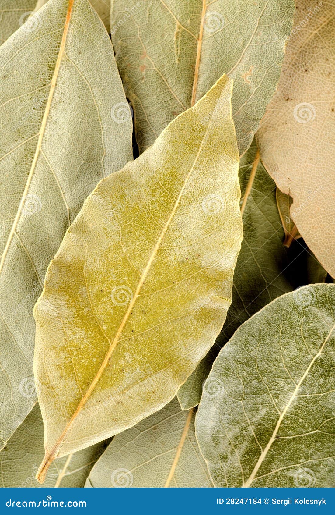 Fondo Vertical Con La Hoja De Laurel Foto de archivo - Imagen de ...