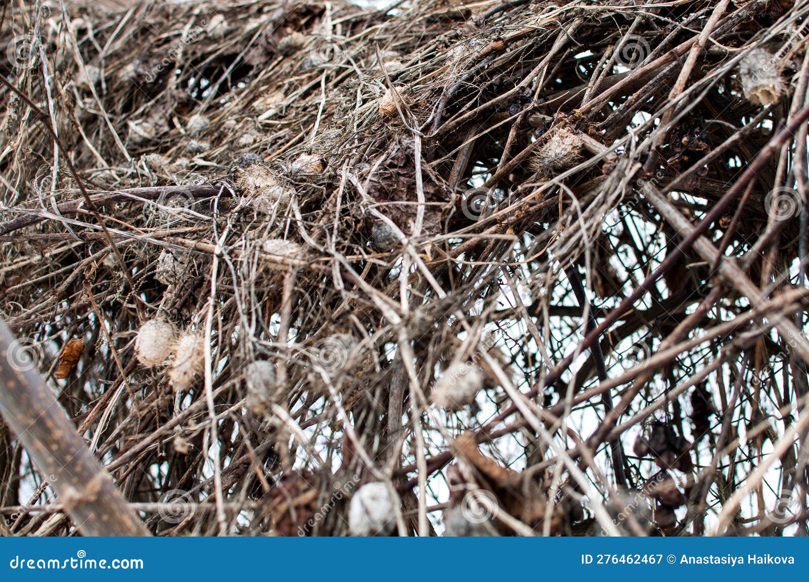 Fondo Vintage Ramas Secas Entrelazadas Gruesas Imagen de archivo ...