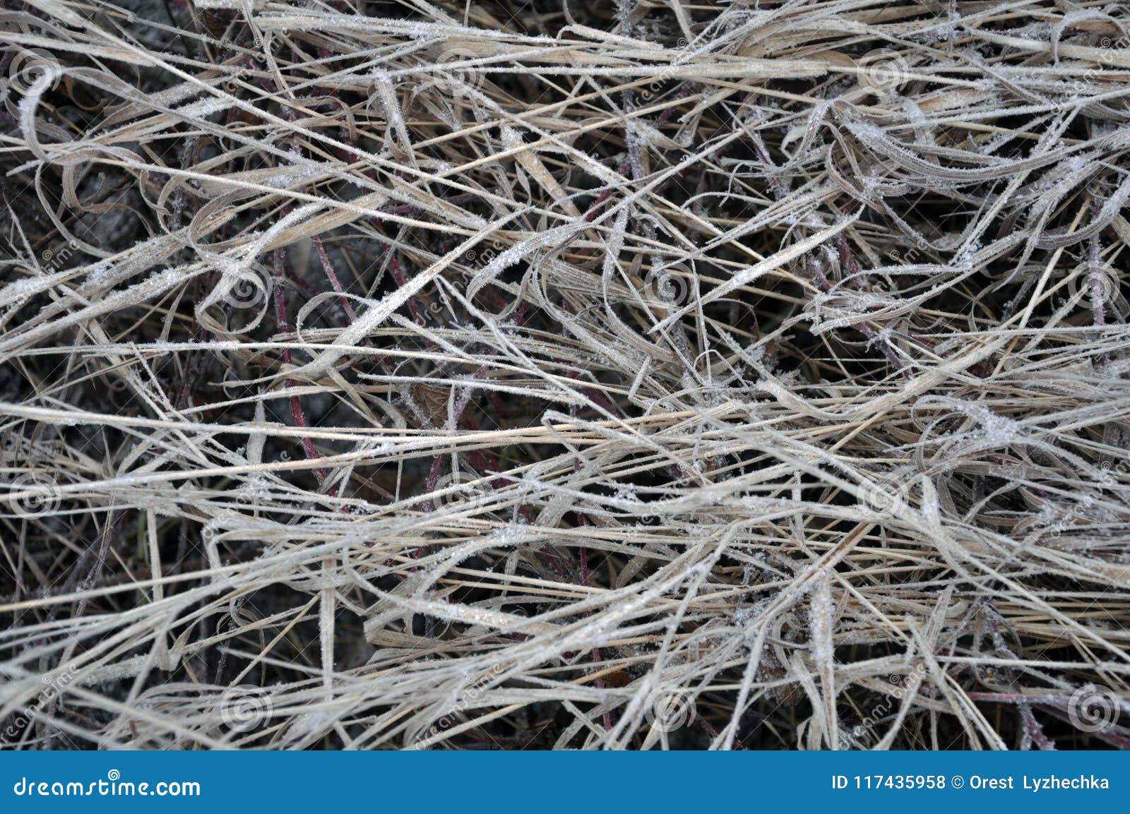 Fondo Y Textura Con La Hierba Seca Foto de archivo - Imagen de seco ...
