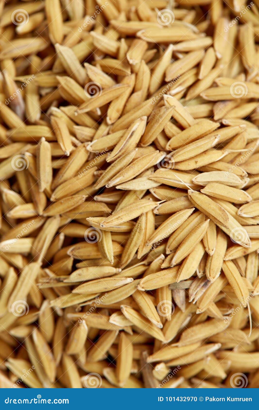 Fondo Y Textura De La Semilla Del Arroz Foto de archivo - Imagen de ...