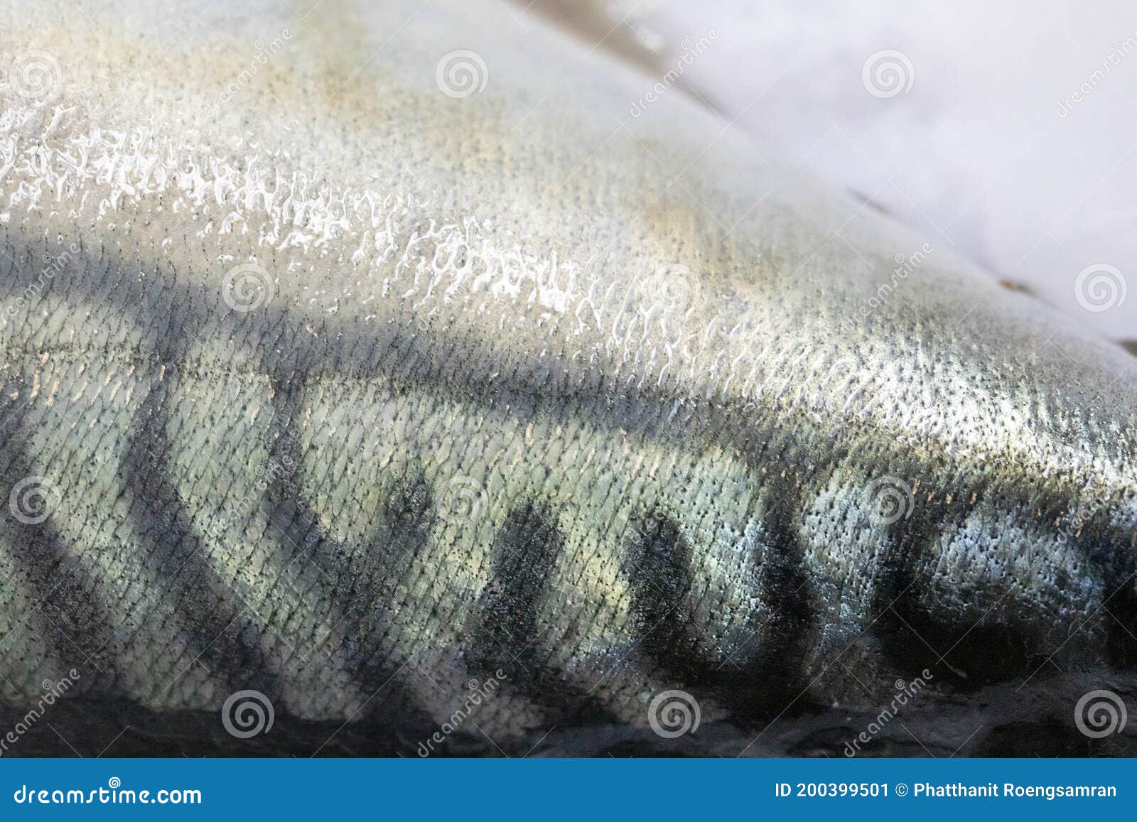 Fondo Y Textura Del Pez De La Piel De Saba Imagen de archivo - Imagen ...