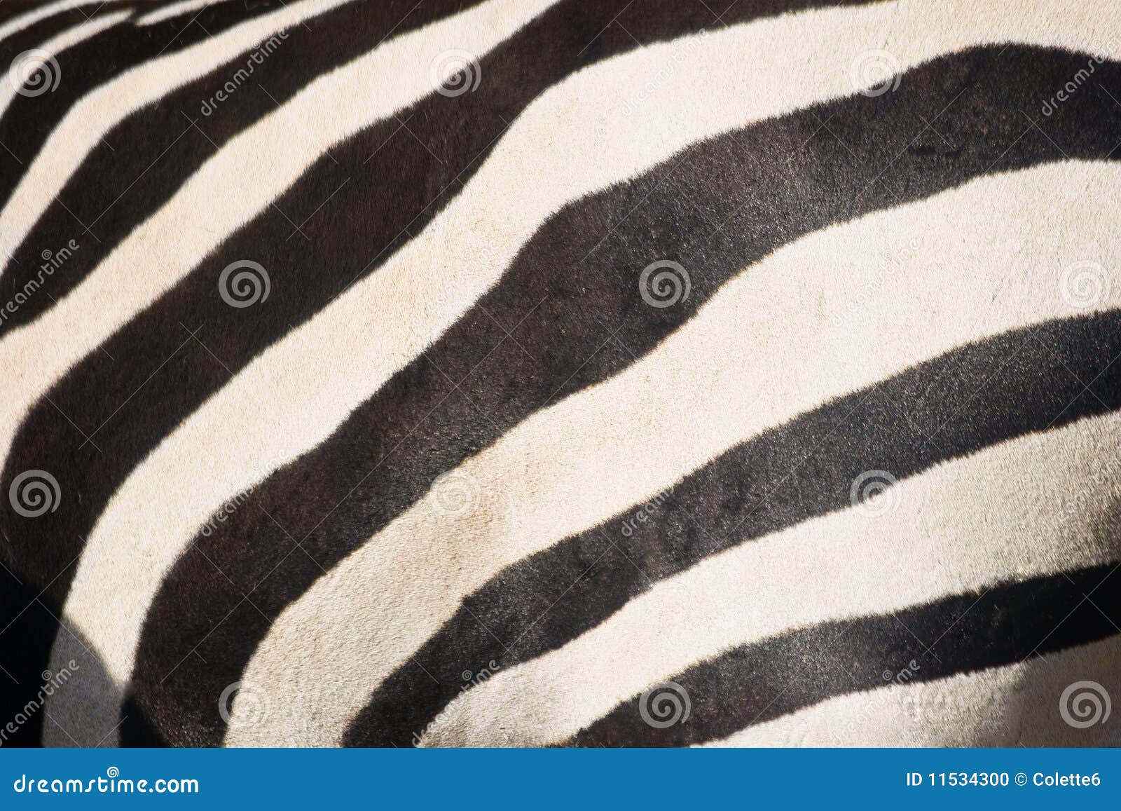 Fondos Animales - Camino De La Cebra Foto de archivo - Imagen de rayas ...