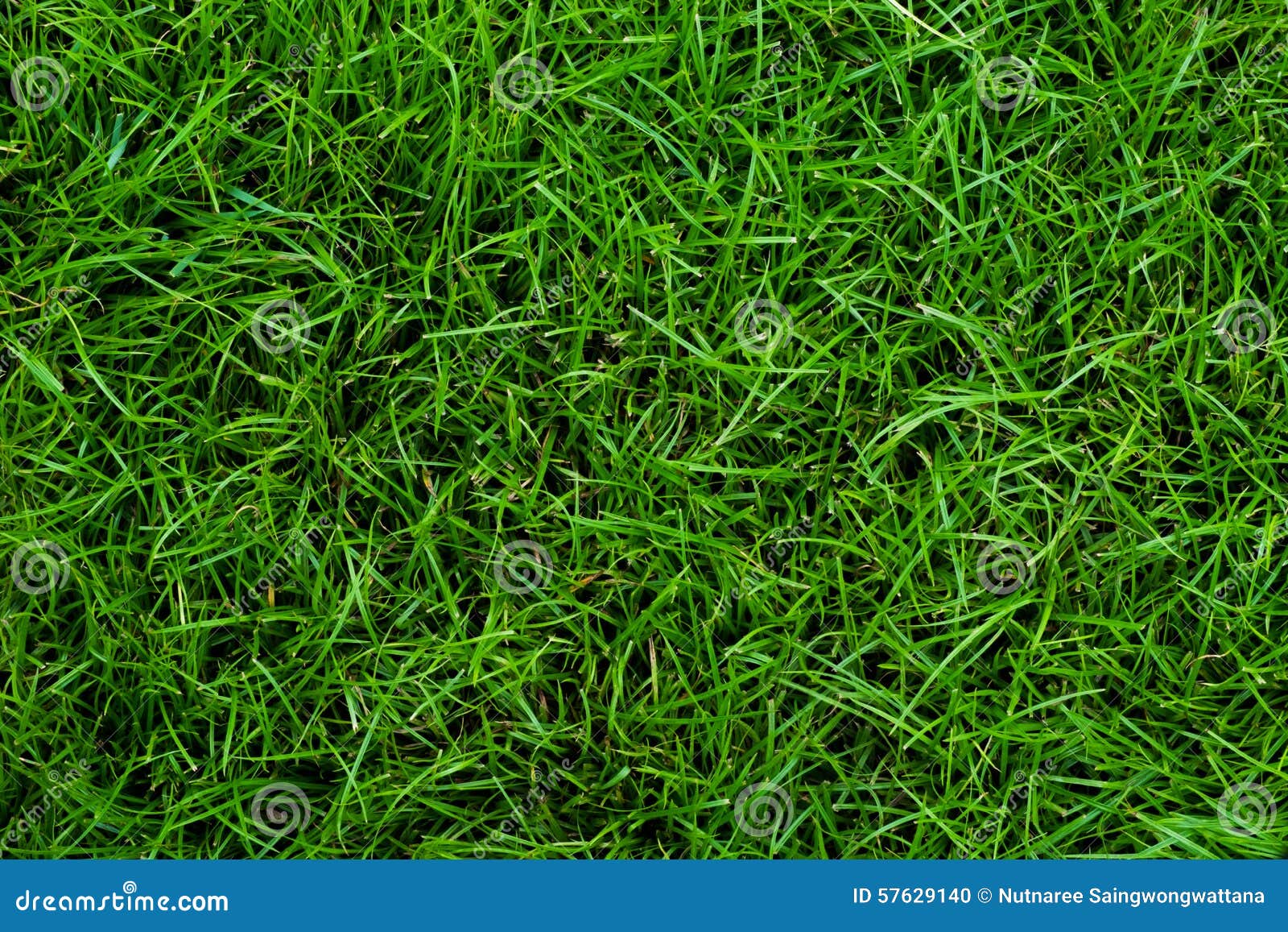 Fondos de la hierba verde foto de archivo. Imagen de suelo - 57629140