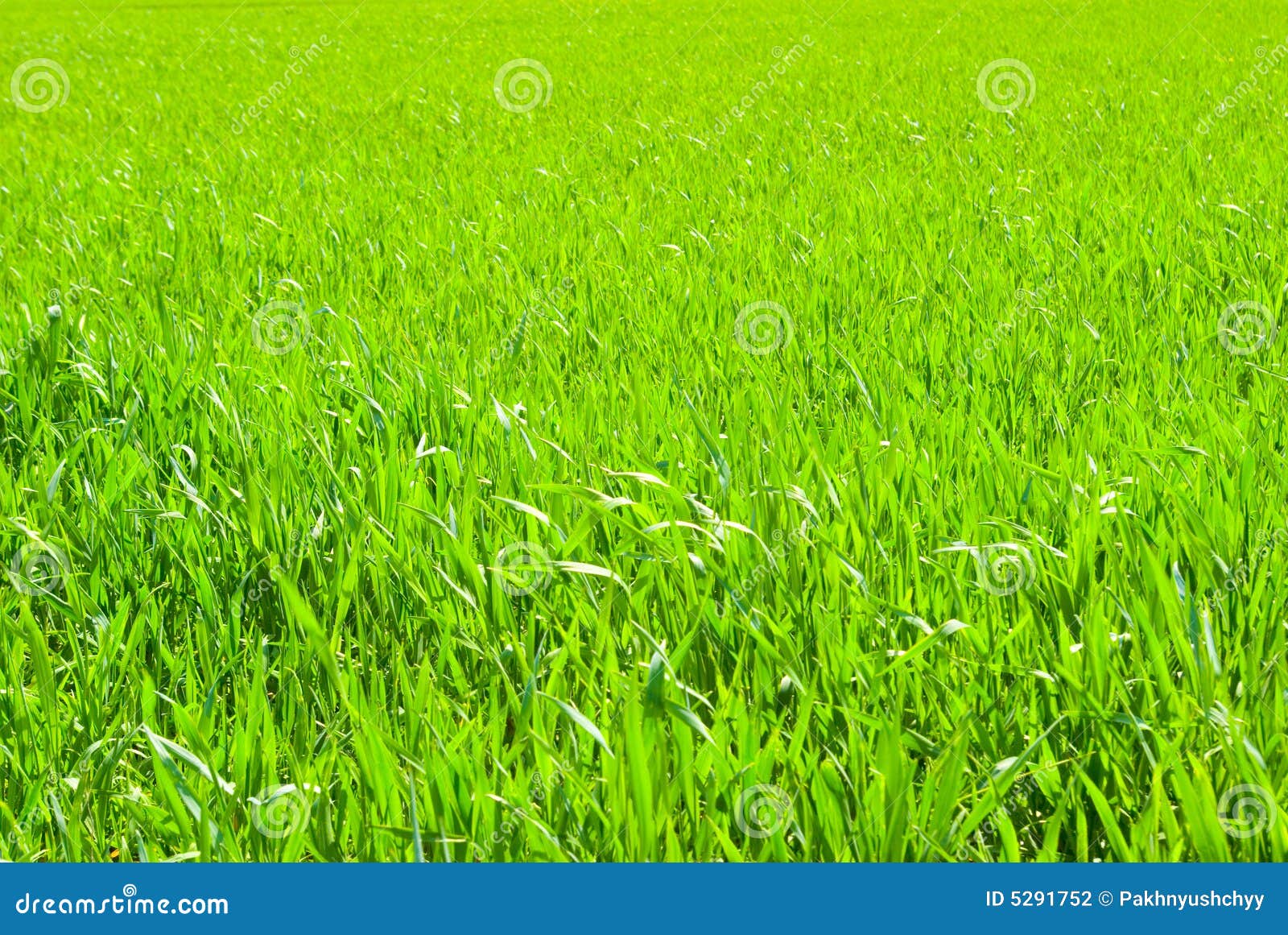 Fondos del césped foto de archivo. Imagen de crecimiento - 5291752