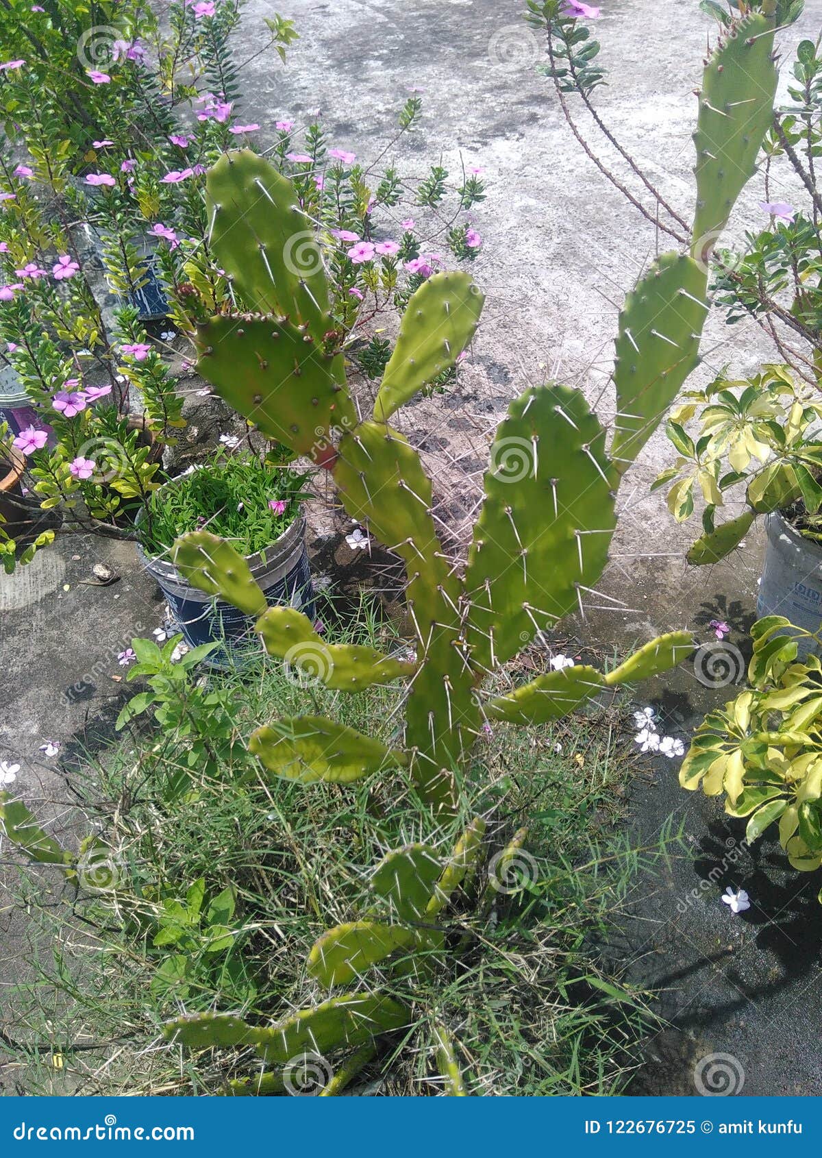 Fonimonsa stock image. Image of cactus, tree, love, fonimonsa - 122676725