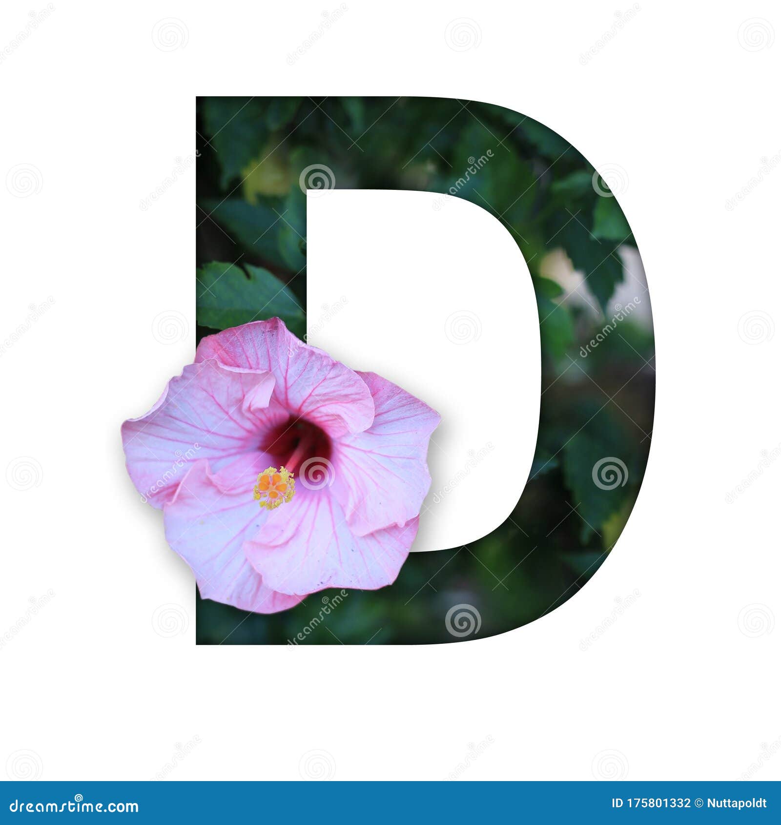 Font with Flower D Made Form Flower for Desing Decoration Stock Photo ...