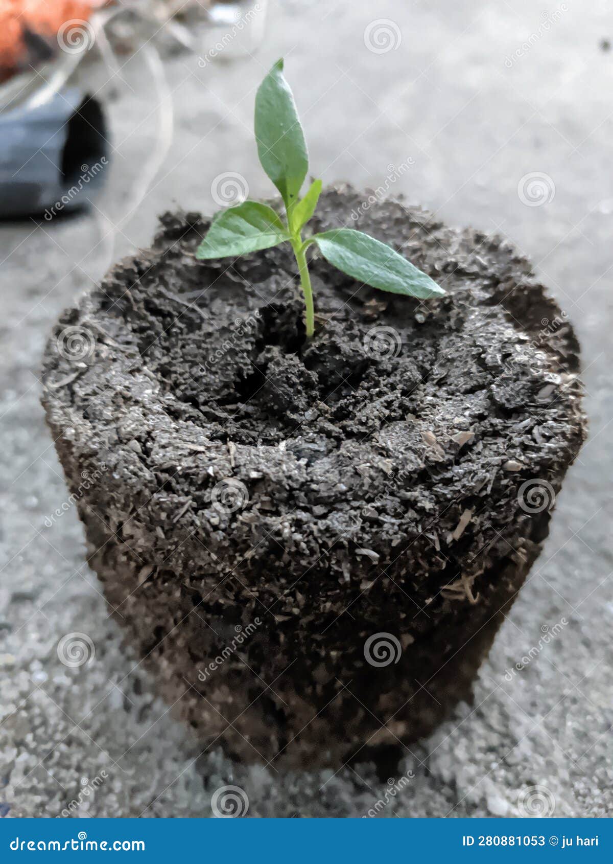 Fonte Alimentar Para O Composto De Florins De Plantas Imagem de Stock ...