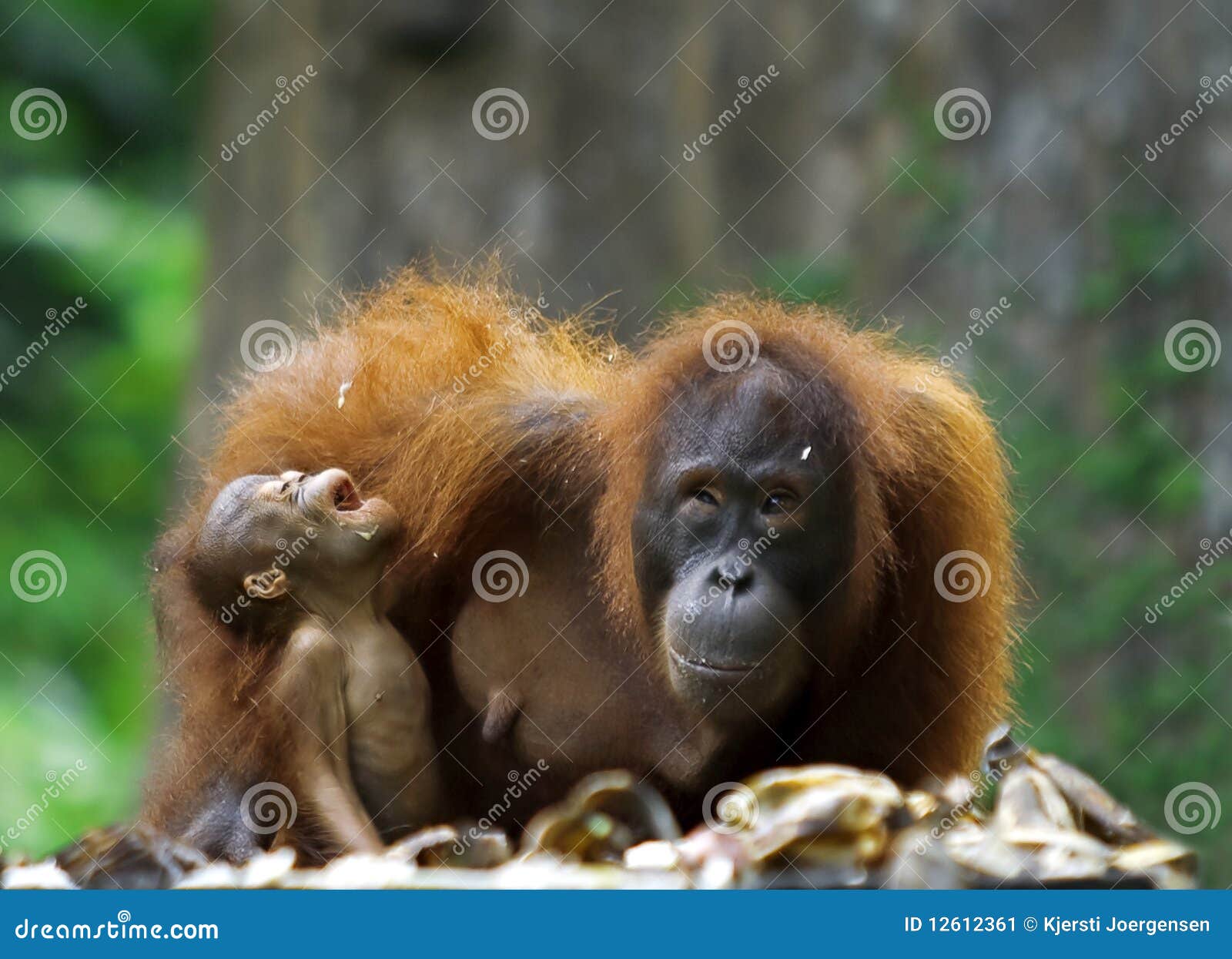 Food all over stock image. Image of food, mother, sandakan - 12612361