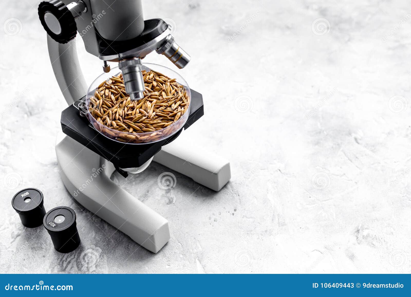 Food Analysis. Wheat Under the Microscope on Grey Background Copyspace ...
